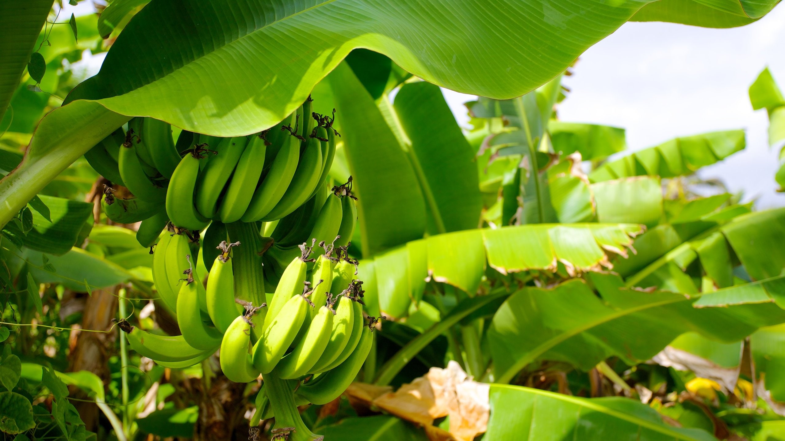 Things to Do in Bathsheba in 2024 | Expedia