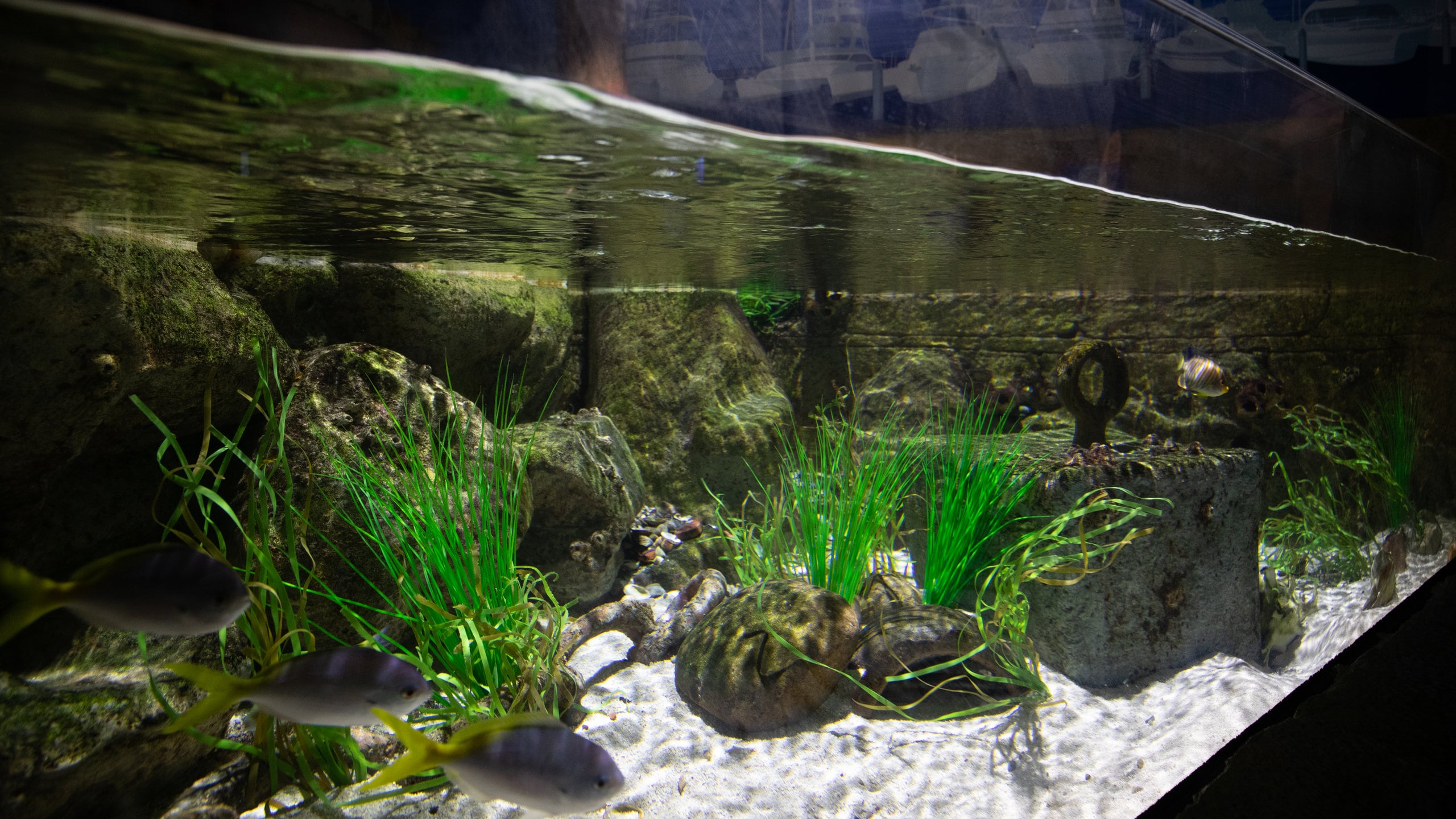 SEA LIFE Arizona Aquarium in South Tempe | Expedia