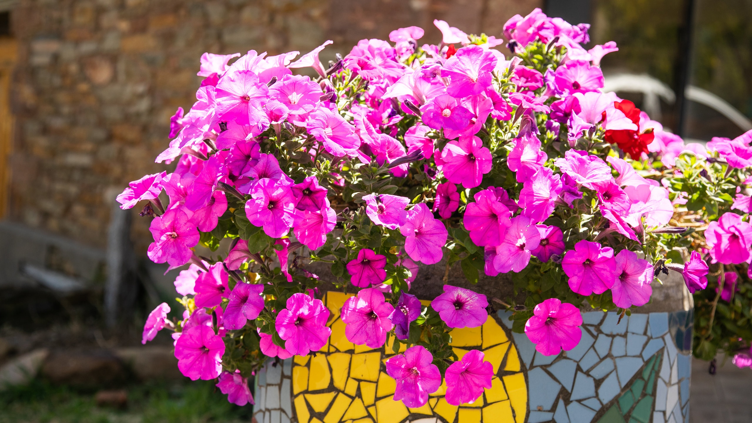 The Flower Garden Nairne | Best Flower Site