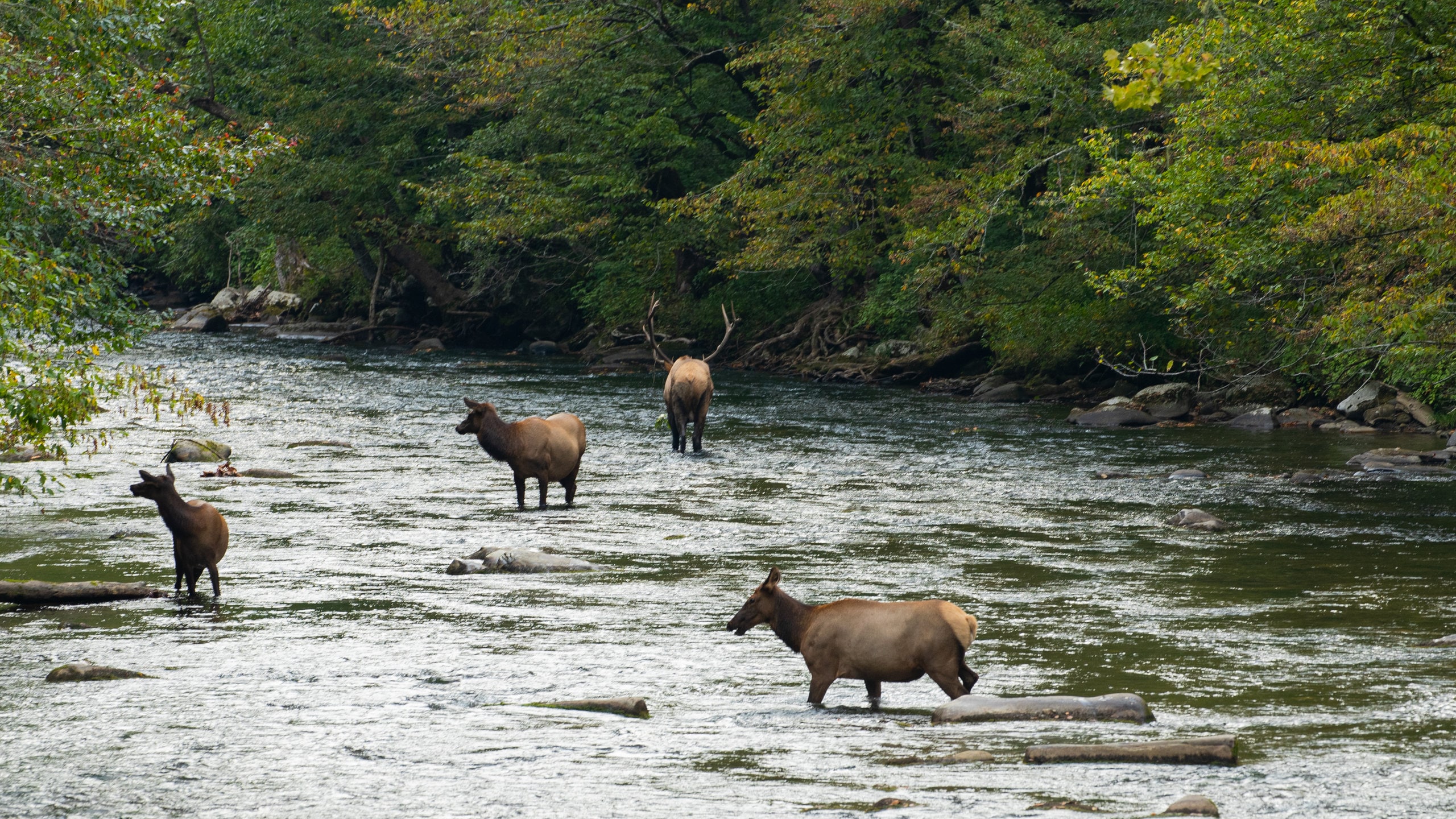 Visit Cherokee: 2024 Travel Guide for Cherokee, North Carolina | Expedia