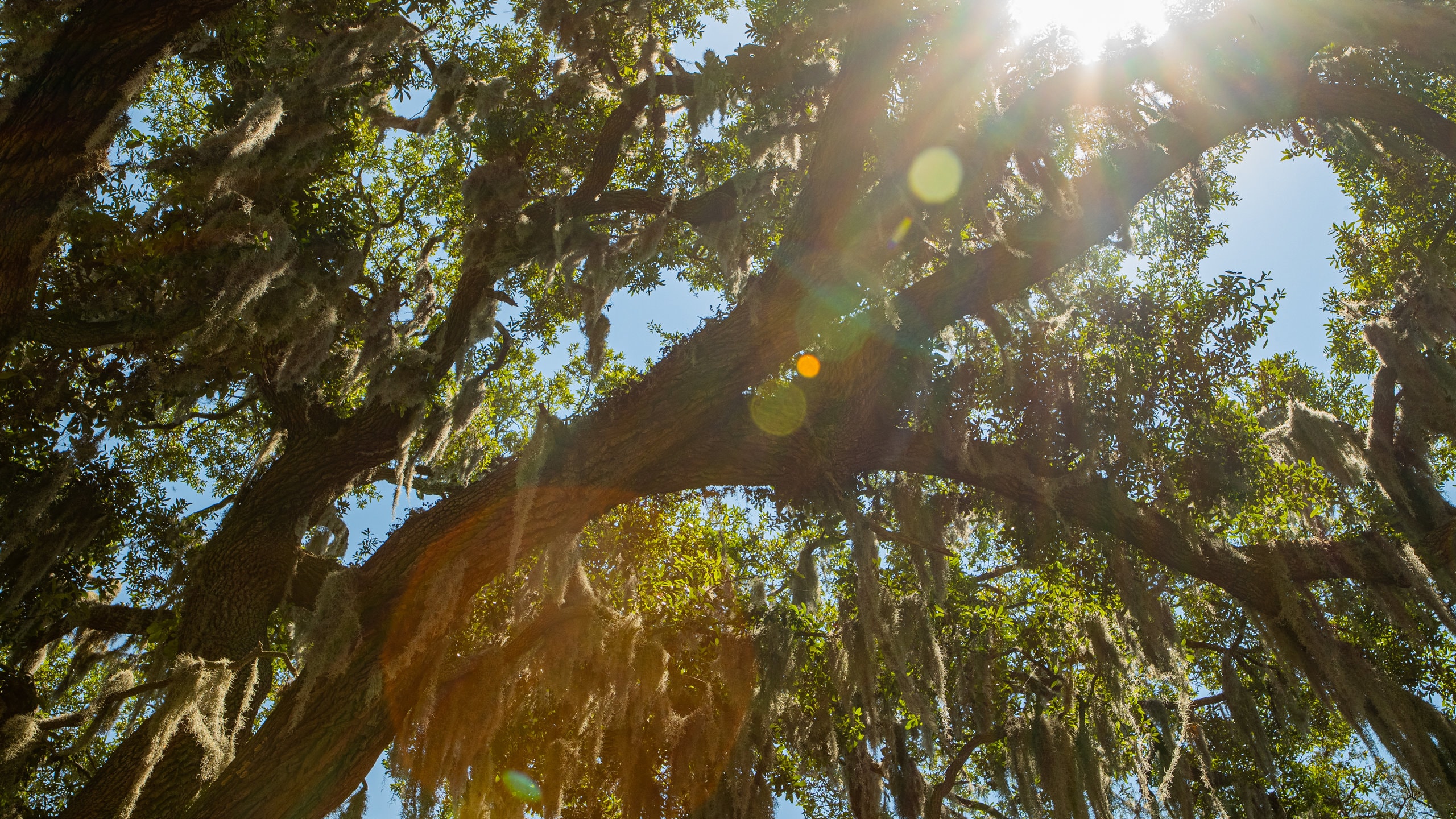 Visit Isle of Hope Historic District: 2024 Isle of Hope Historic ...