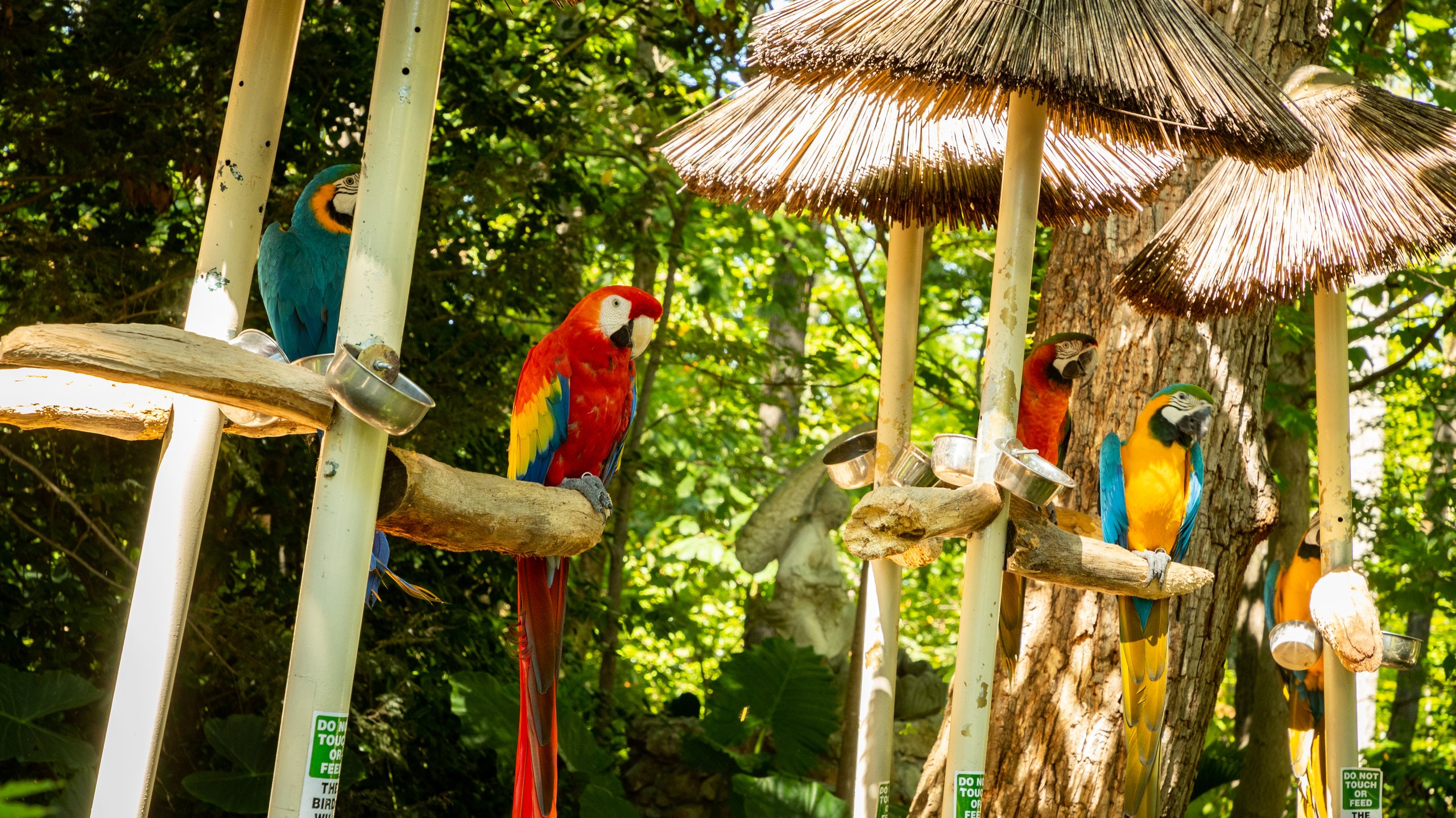 Parrot Mountain Gardens Pigeon Forge | Fasci Garden