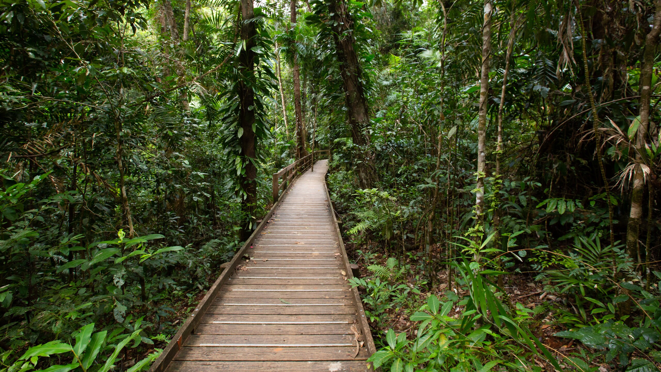 Fondo De Pantalla Del Parque Nacional Daintree