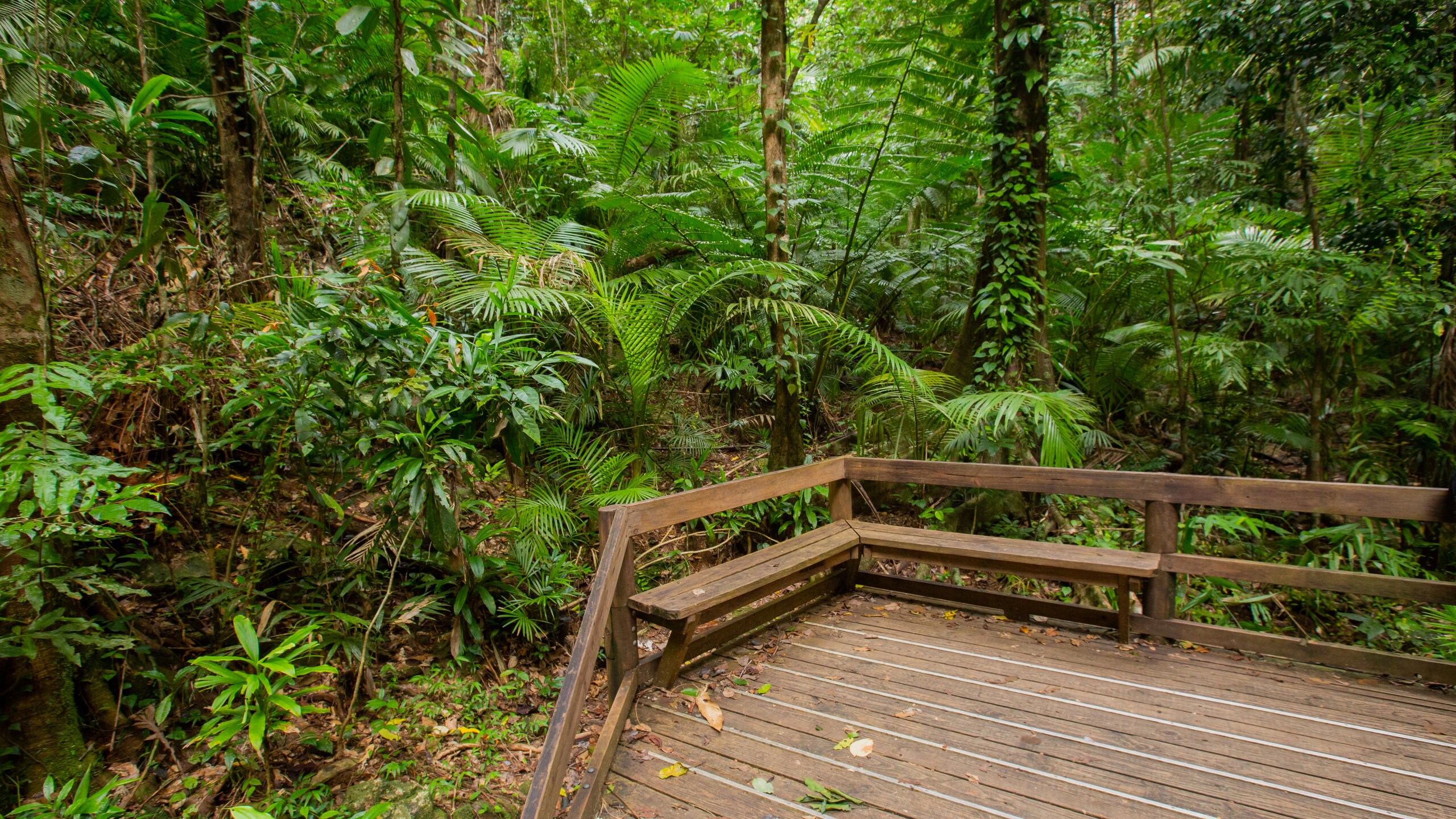 Fondo De Pantalla Del Parque Nacional Daintree