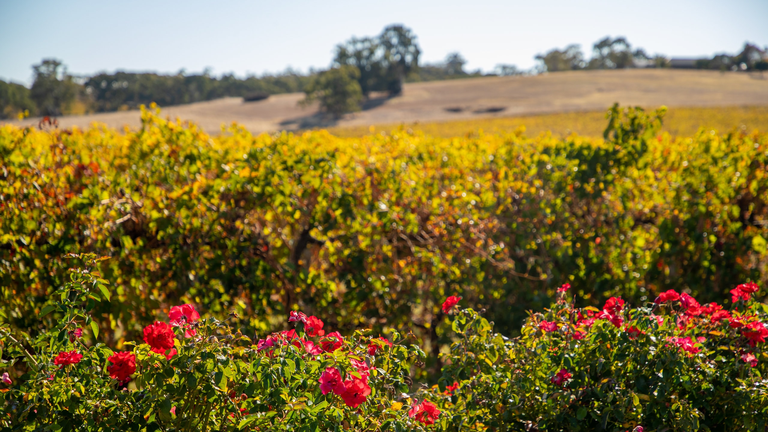 Visit Lyndoch: 2024 Travel Guide for Lyndoch, South Australia | Expedia