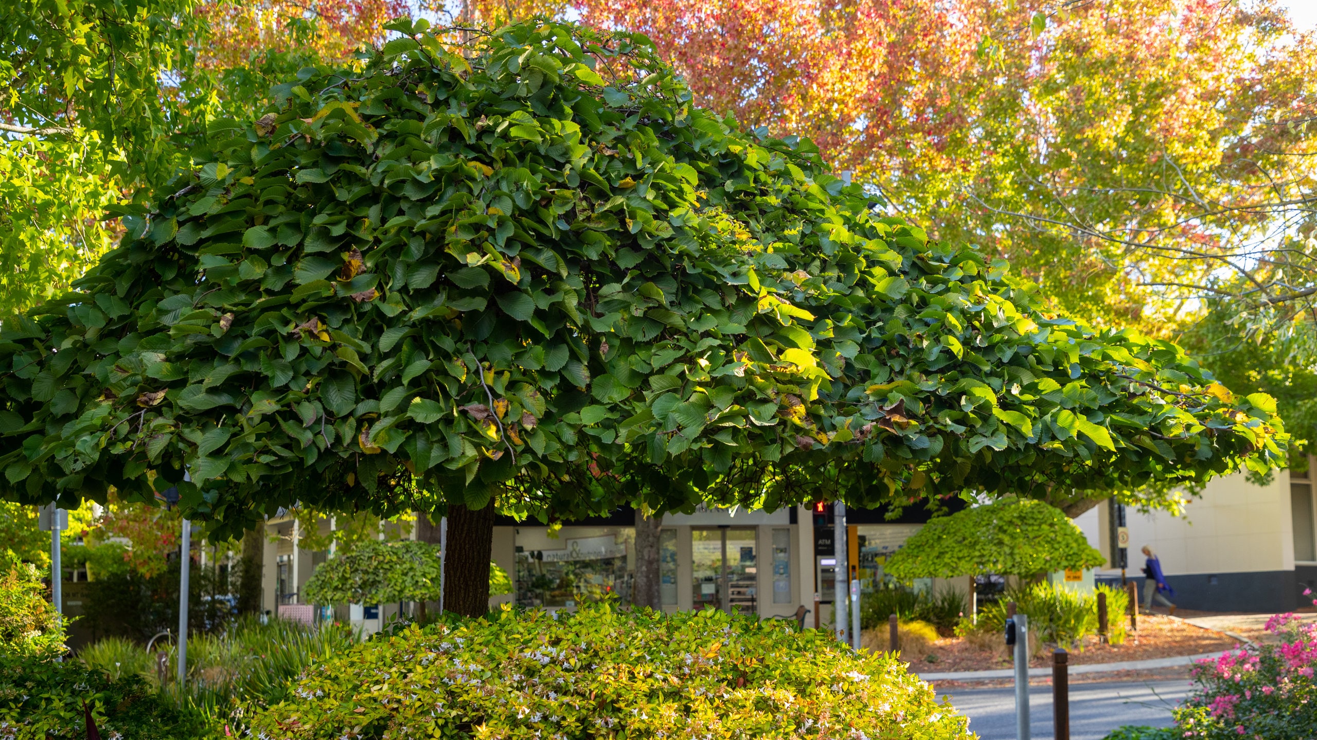 Visit Stirling: 2024 Stirling, Adelaide Travel Guide | Expedia