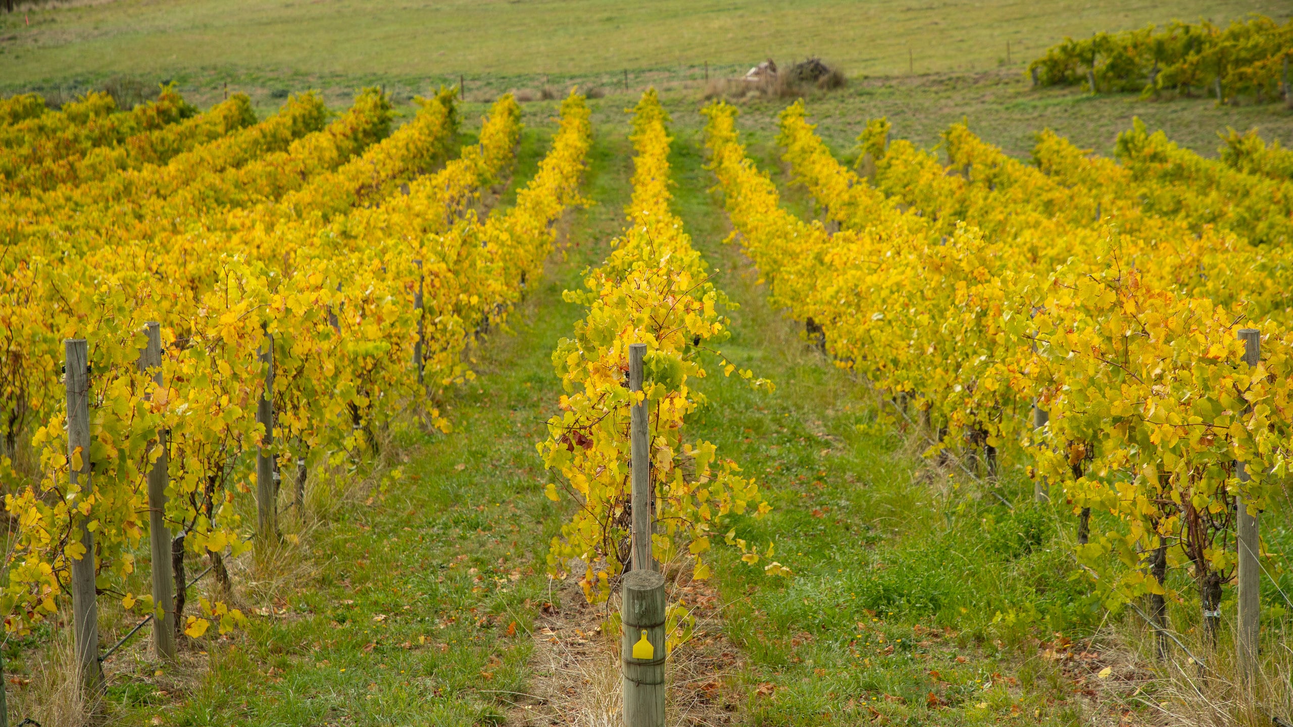 Summertown, SA, AU Vacation Rentals: house rentals & more | Vrbo