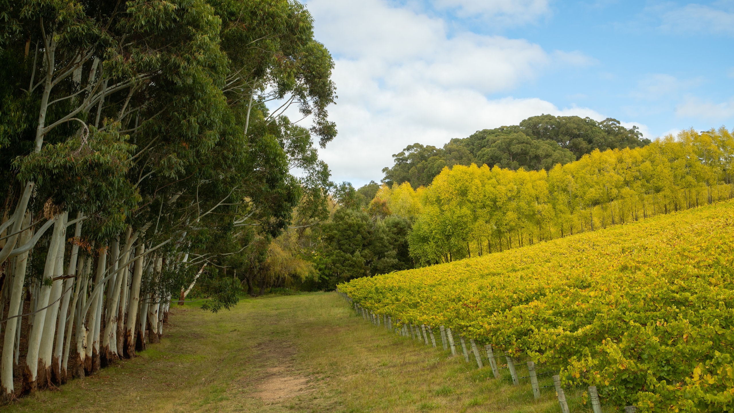 Summertown, SA, AU Vacation Rentals: house rentals & more | Vrbo