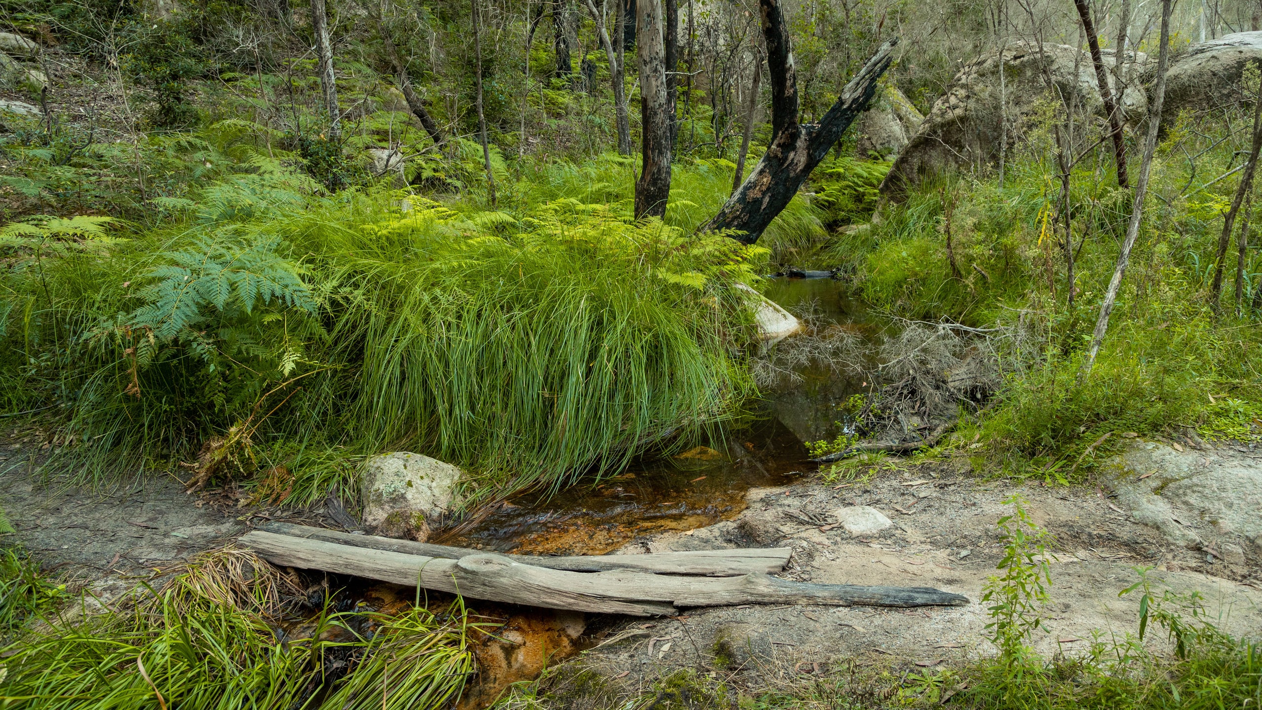 Tenterfield Travel Guide 2024: The Best of Tenterfield | Expedia