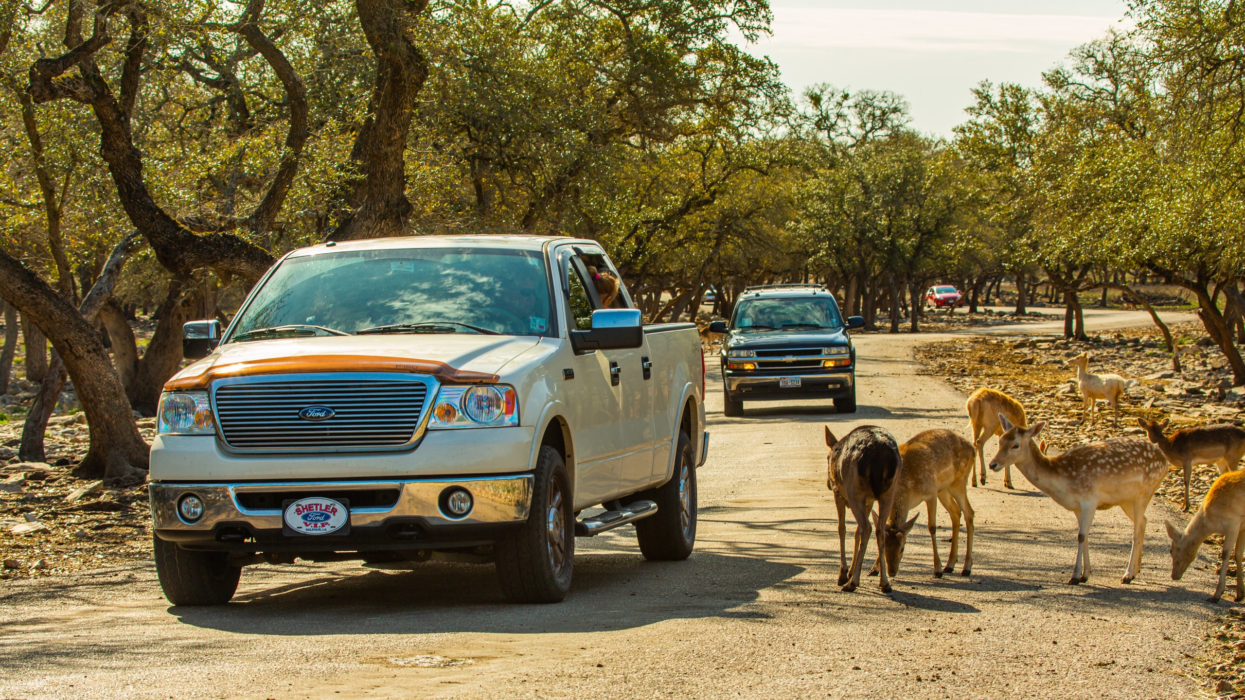 Natural Bridge Wildlife Ranch Vacation Rentals: house rentals & more | Vrbo