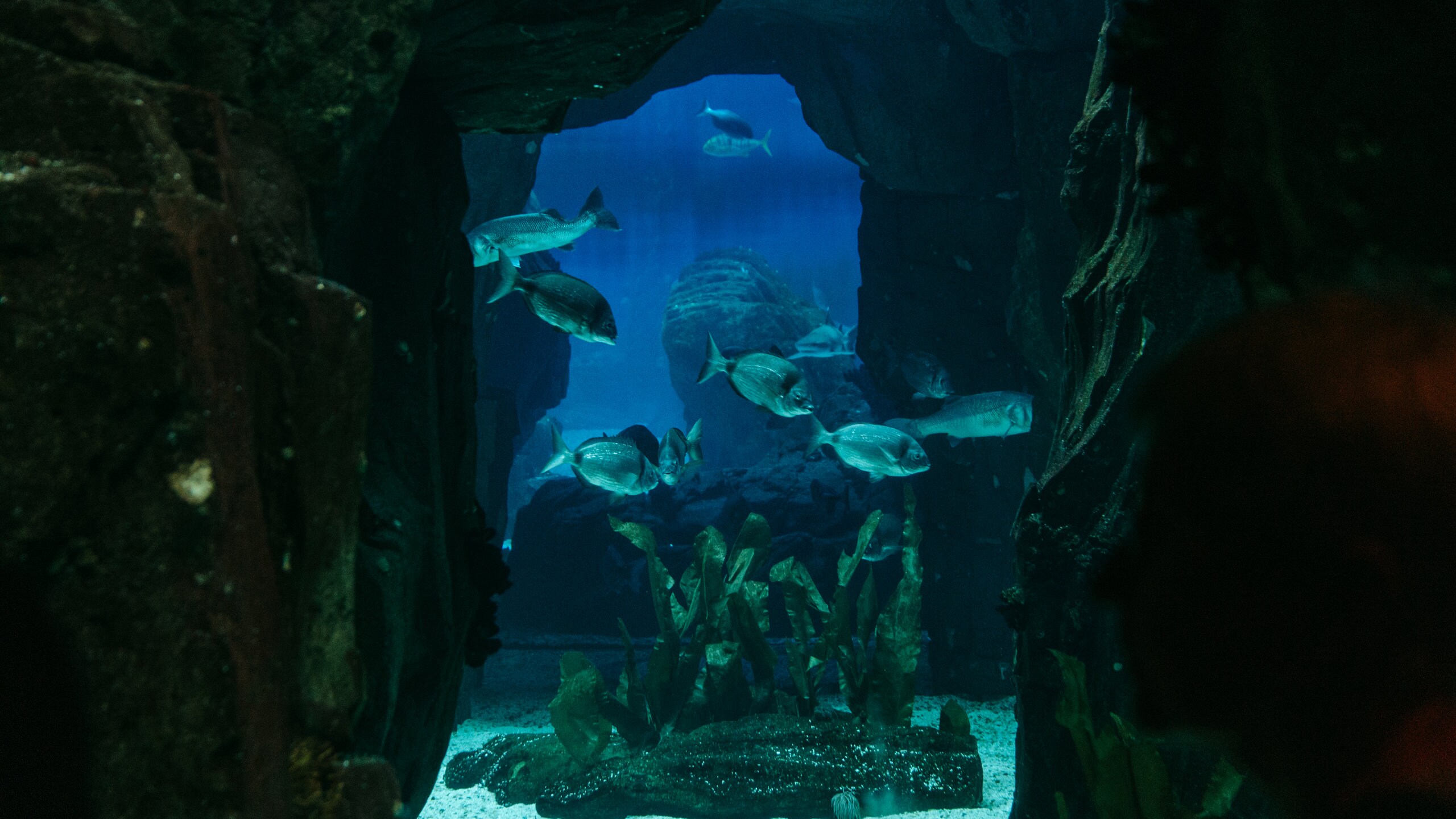 Quinta Da Regaleira Aquarium