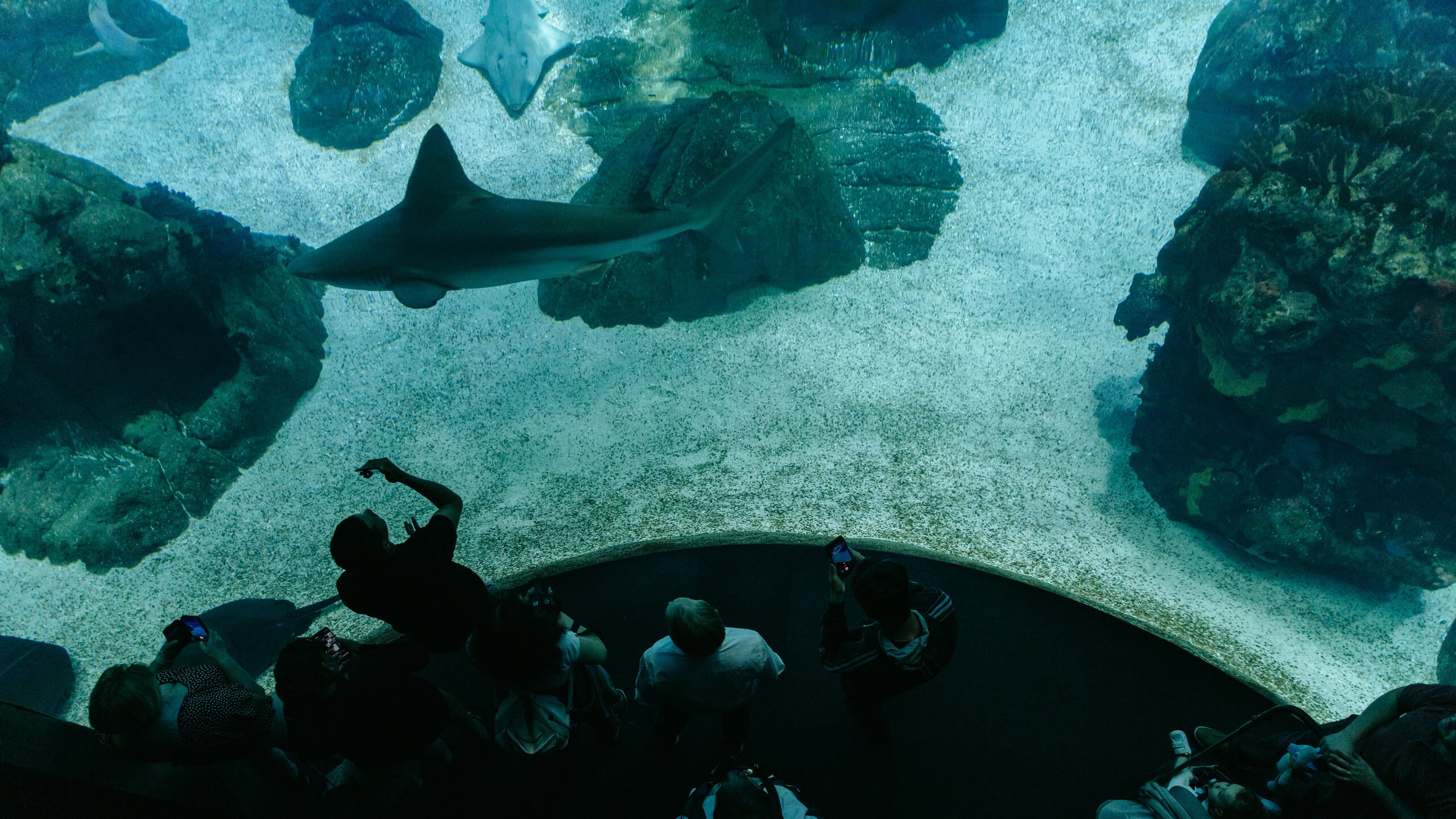 Lisbon Oceanarium in Lisbon District | Expedia.co.uk