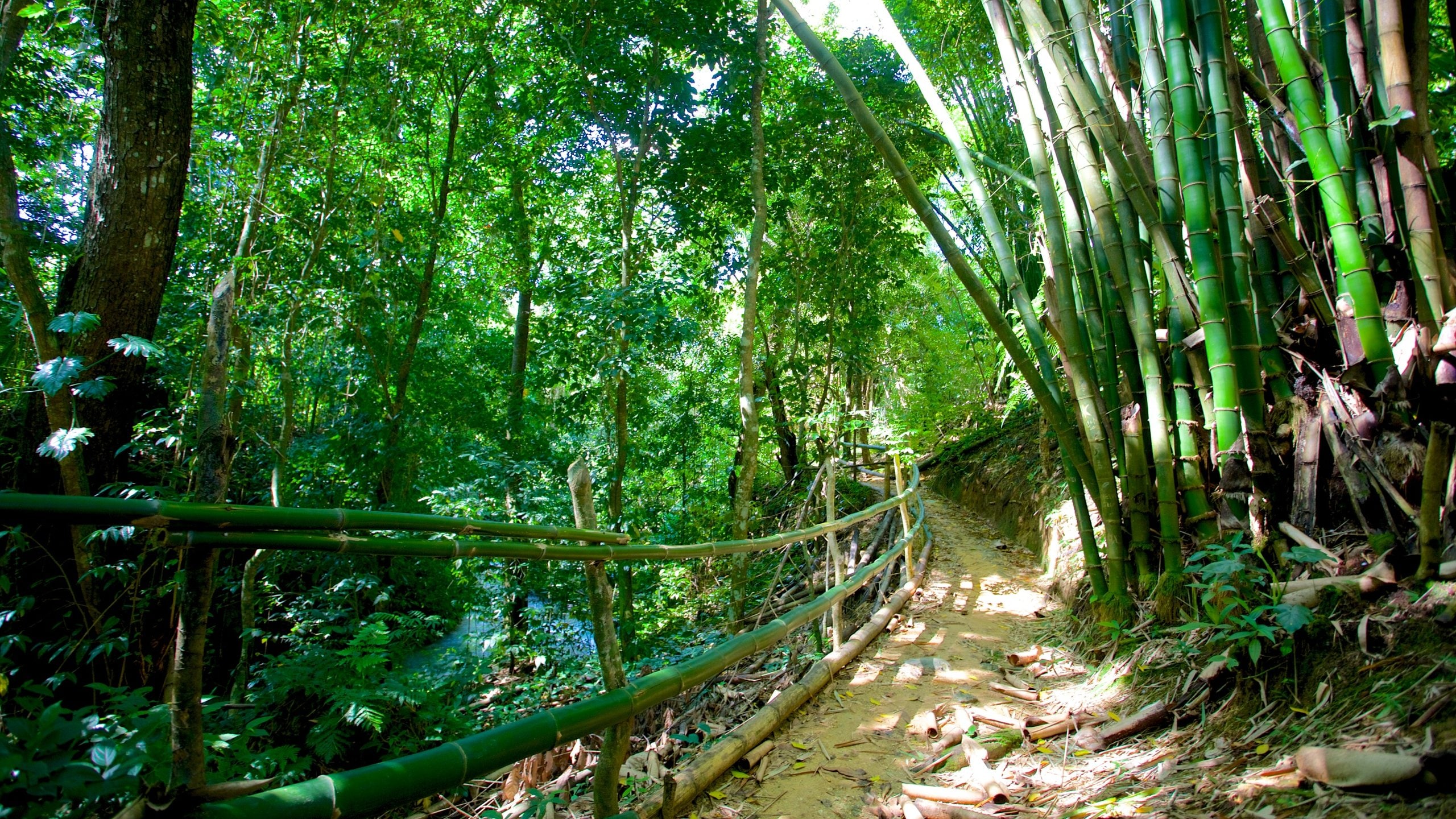 Mayfield Falls in Westmoreland - Tours and Activities | Expedia