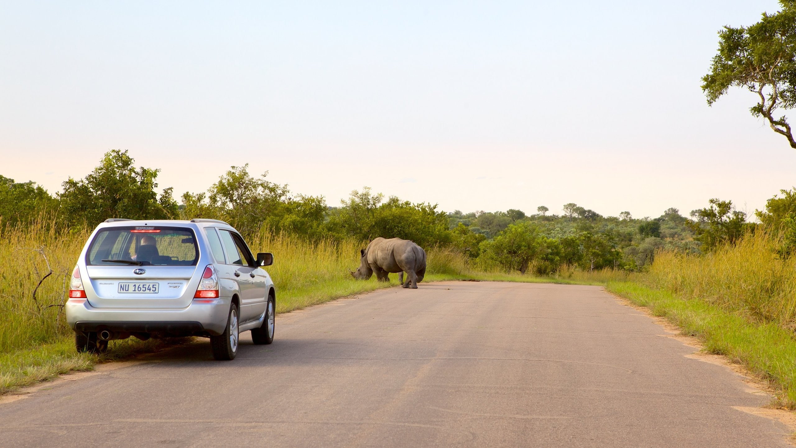 Kruger National Park Landscape With Animals