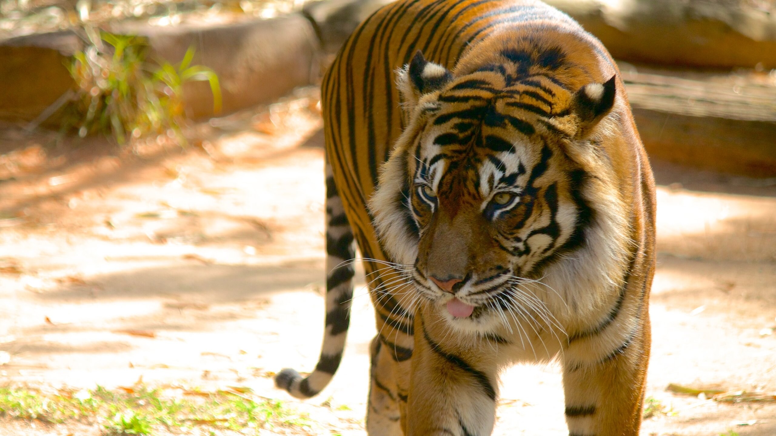 Australia Zoo - Tours and Activities | Expedia