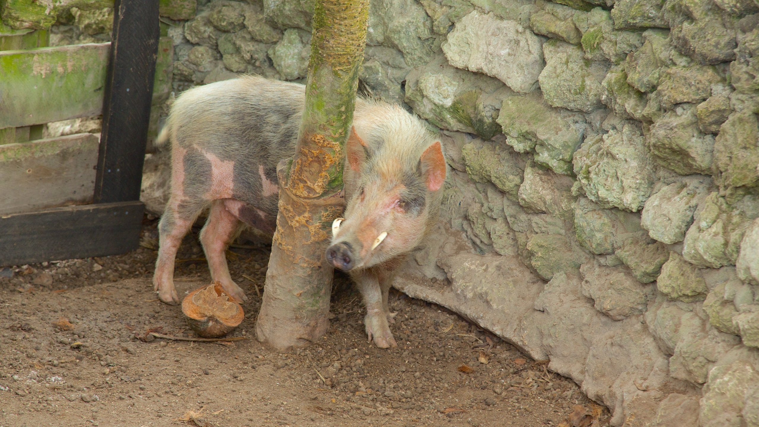 Visit Turtle Bay: 2024 Travel Guide for Turtle Bay, Sanma | Expedia