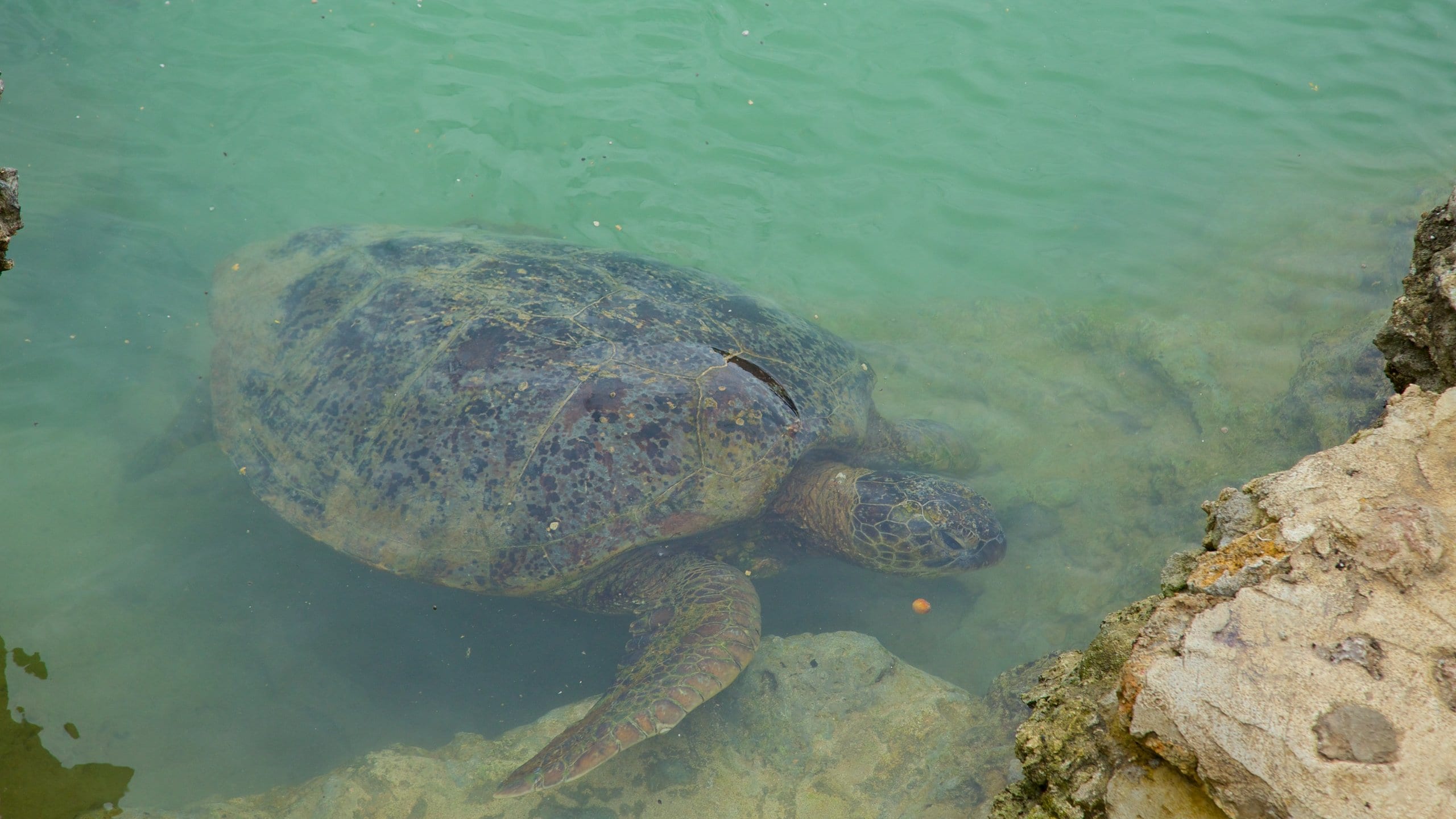 Turtle Bay, VU Vacation Rentals: house rentals & more | Vrbo