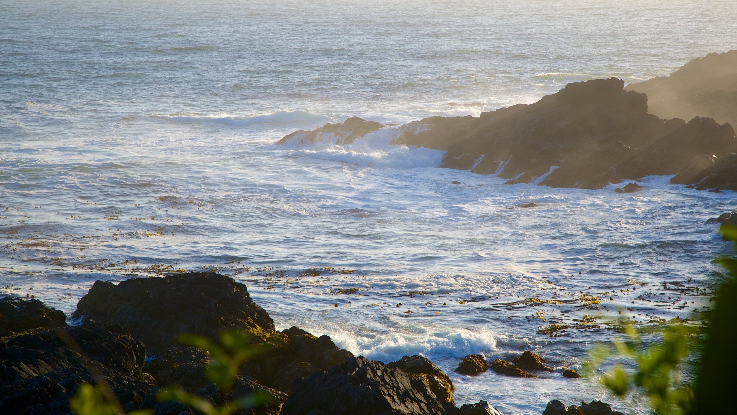 Wild Pacific Trail in Ucluelet | Expedia