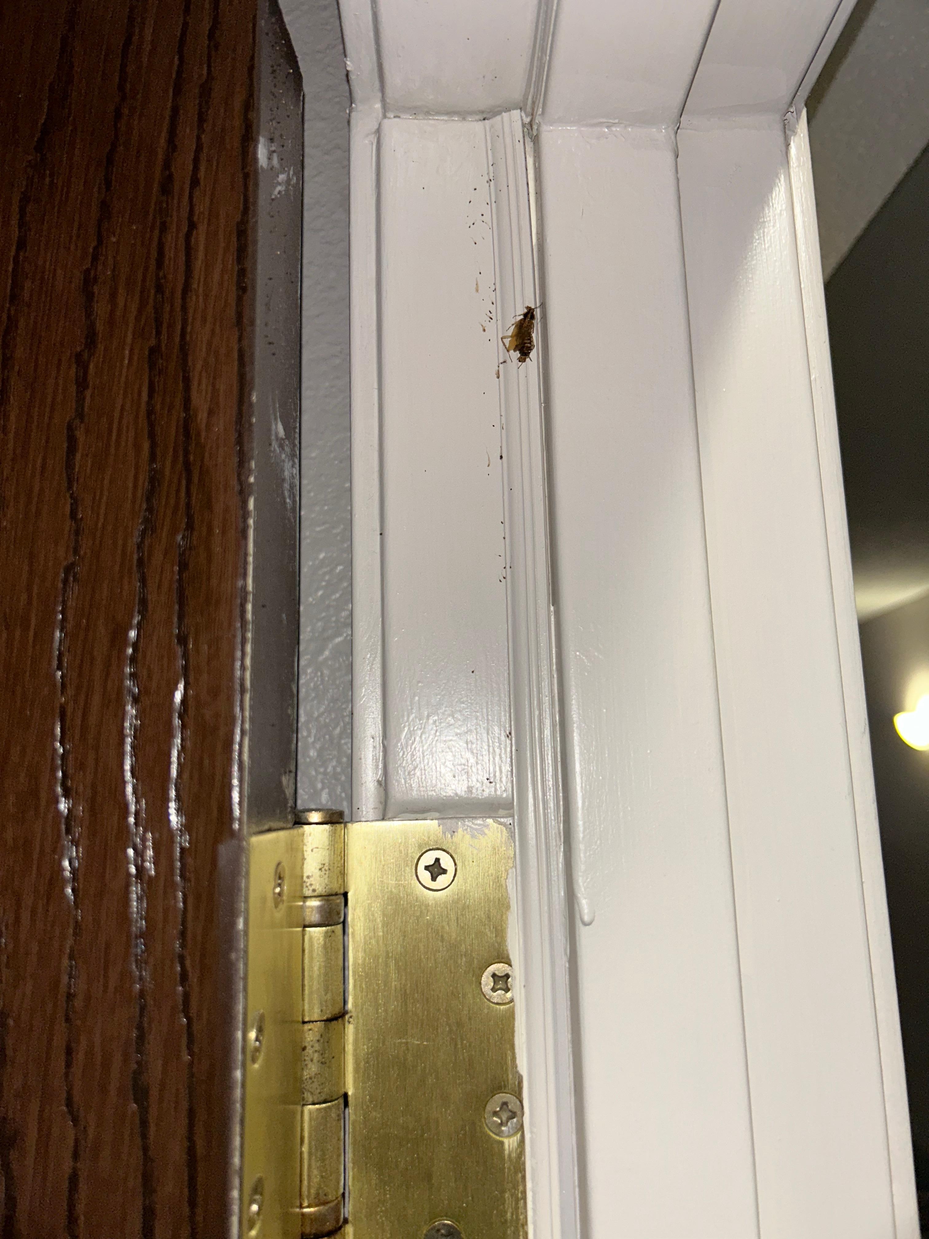 The roach in the entrance door