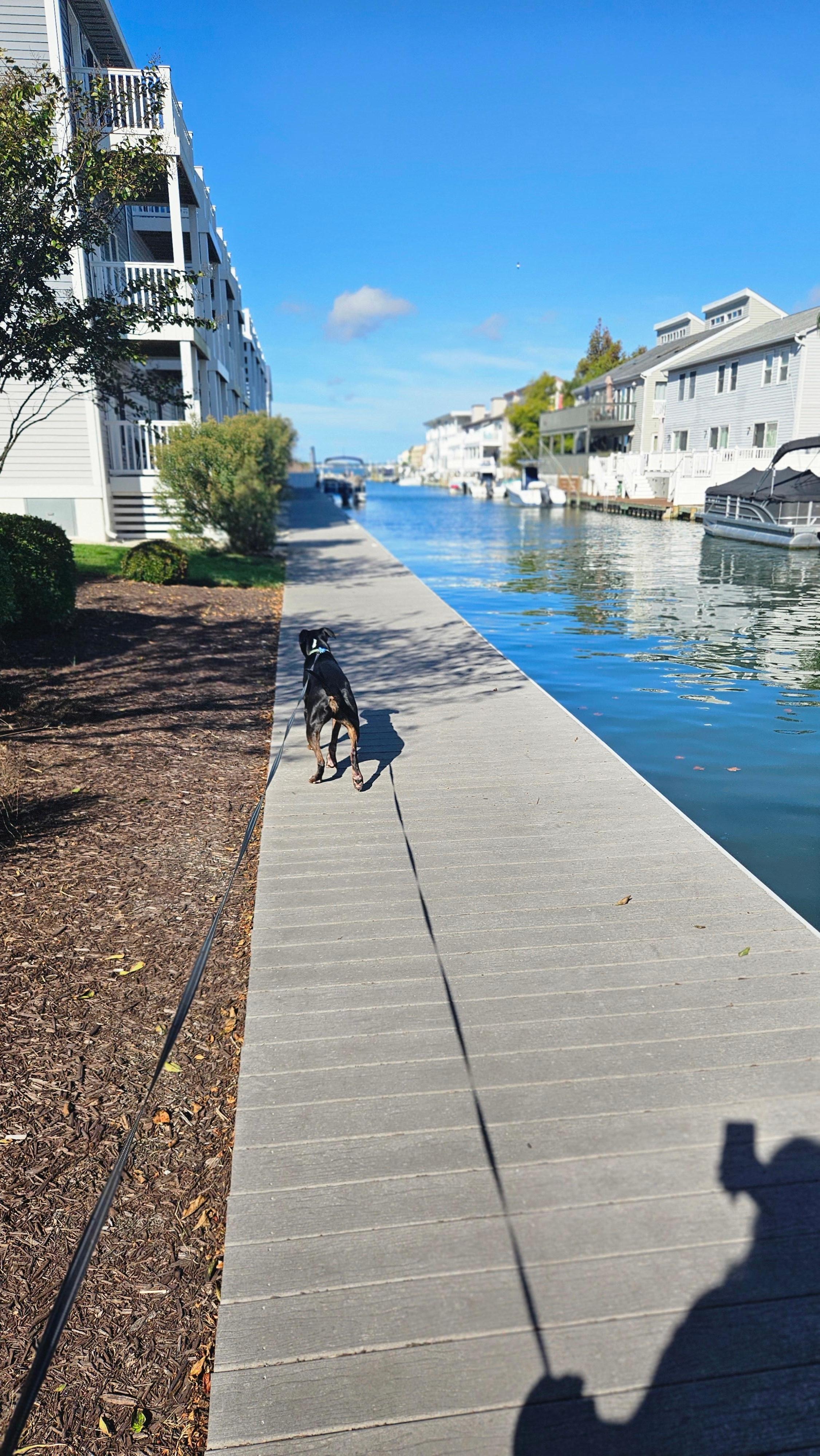 The pup enjoying the canal and dog area