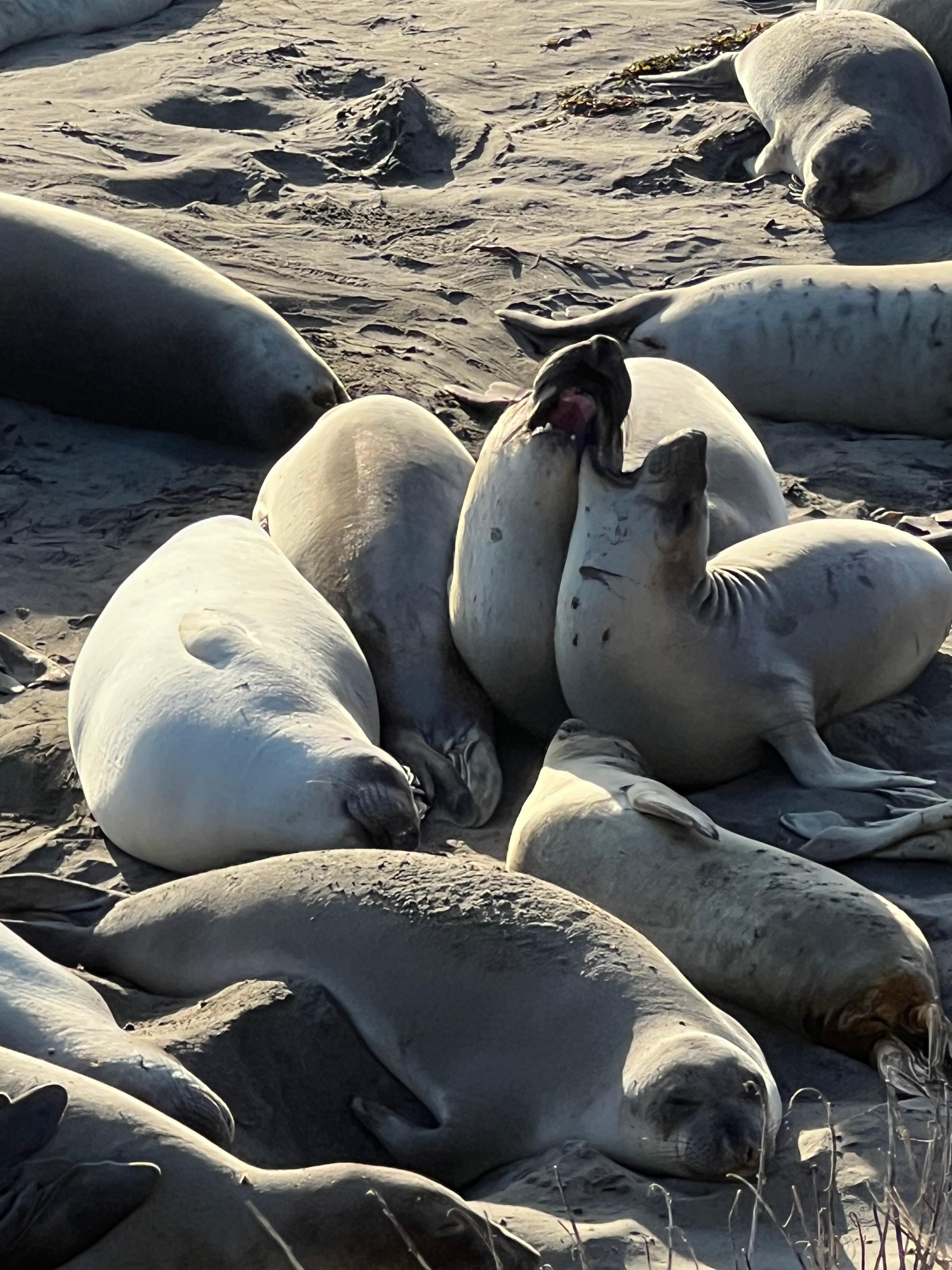 Sea lions only a few miles away!