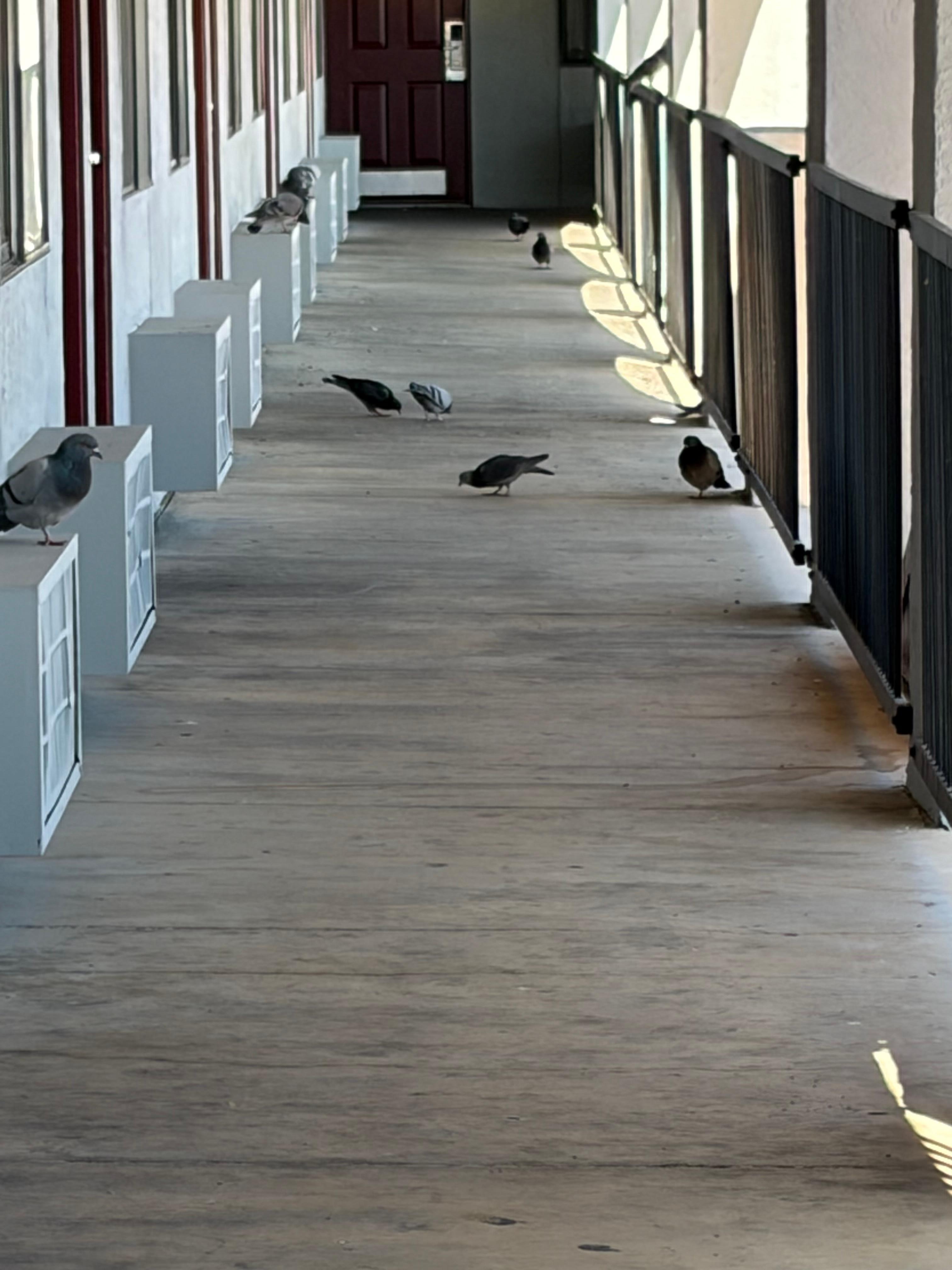 Terrible bird problem and the hallway is covered in poop