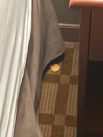 Food on the floor next to bed.