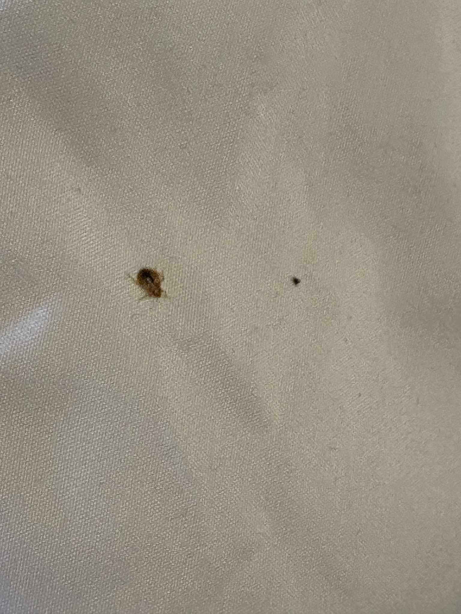 Yes that's a bed bug