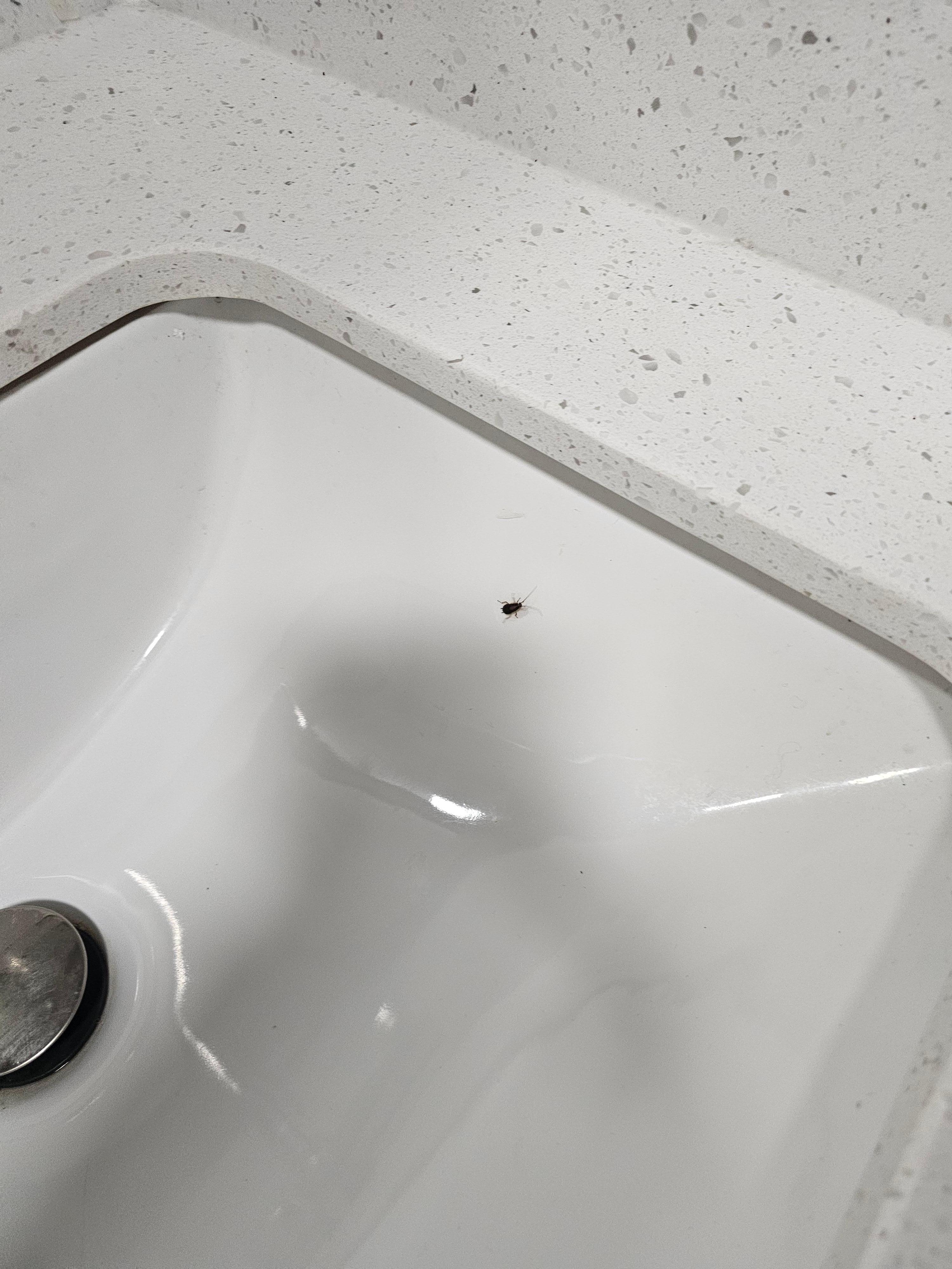 You can clearly see bugs here in the sink. 