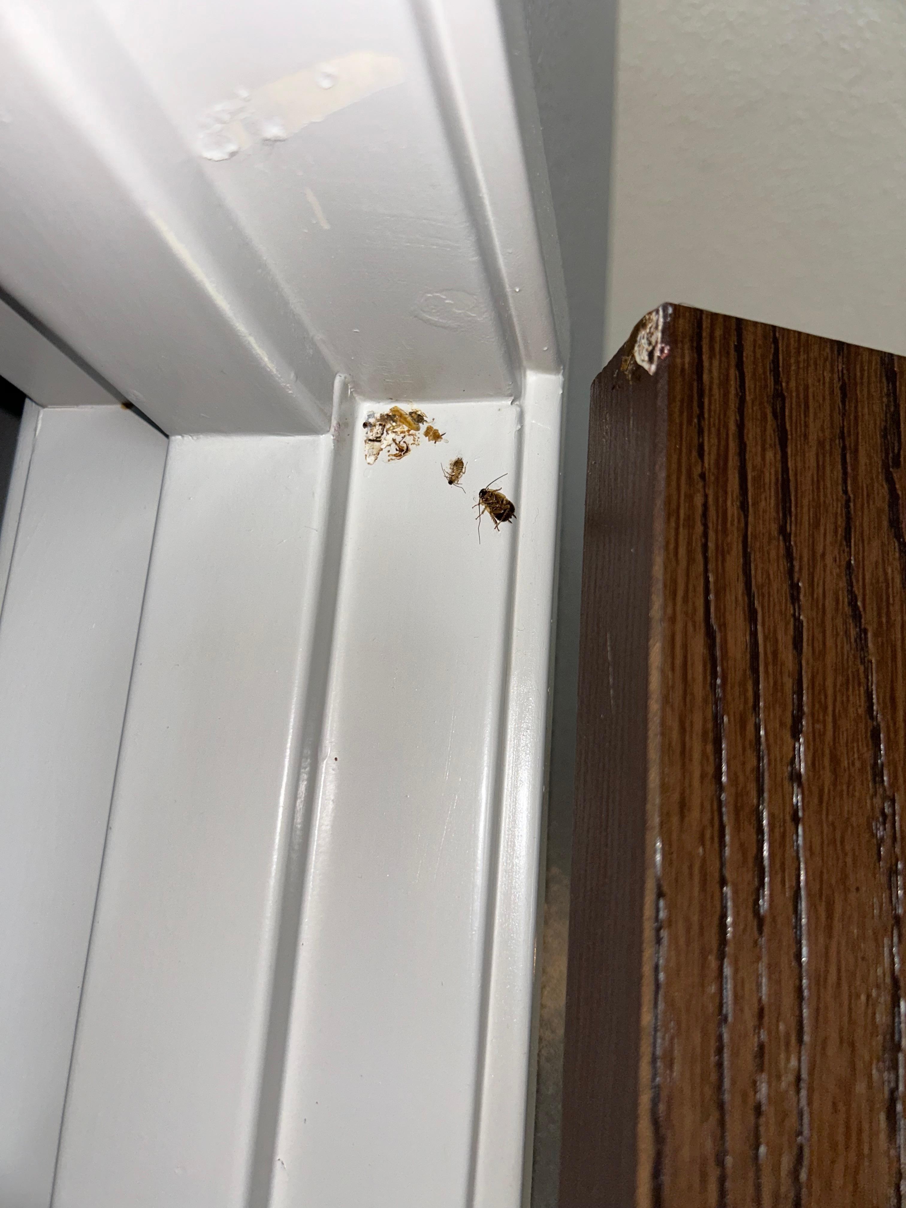 Dead roach in the closet door