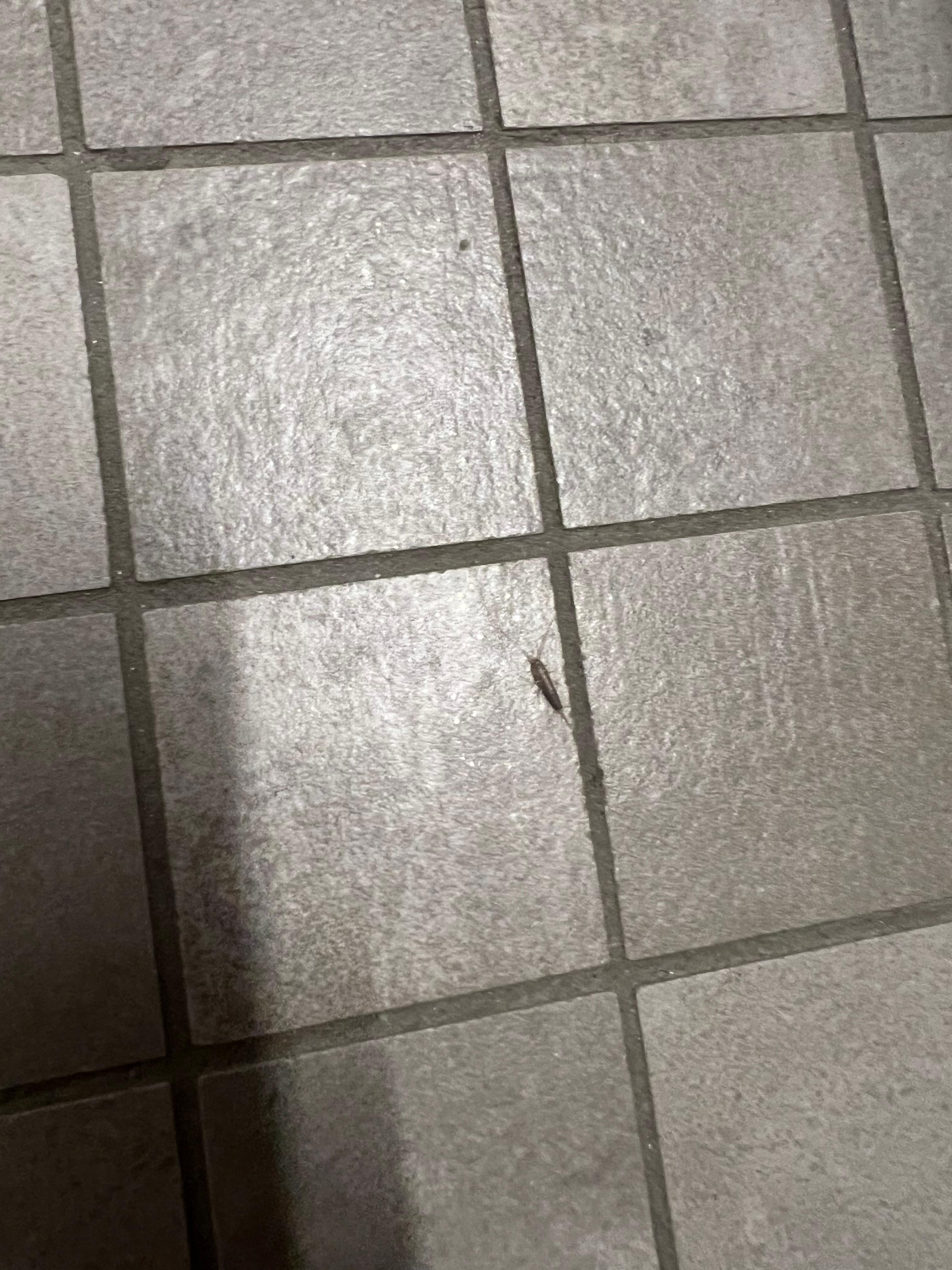 skadedyr man ikke vil ta med seg hjem