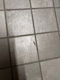 skadedyr man ikke vil ta med seg hjem