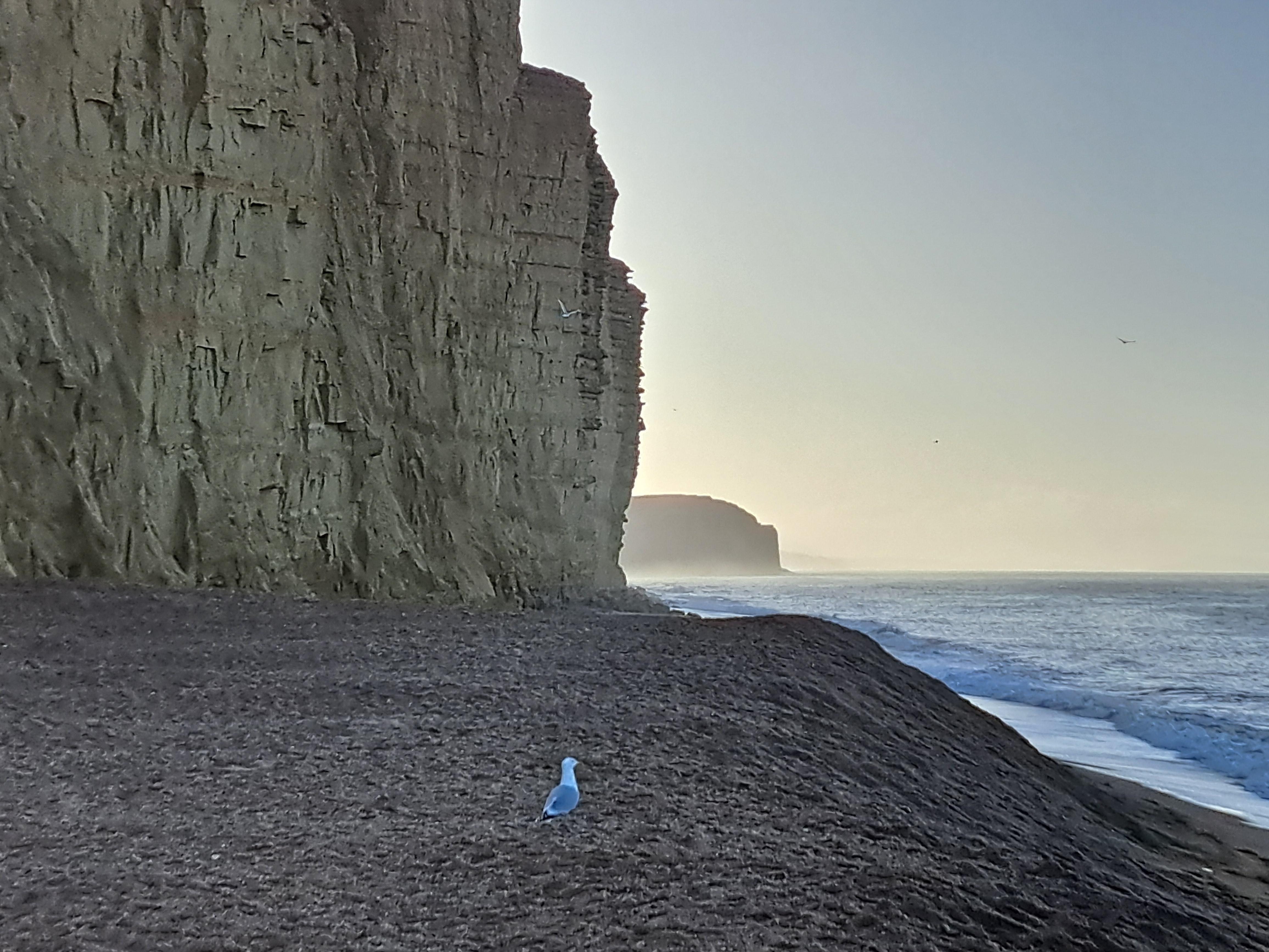 Klippen von West Bay