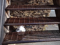 Steps gave my wife some vertigo, some were a little loose.