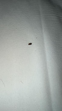 Bed bug found in the room.