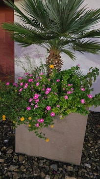 Out front had beautiful flowers