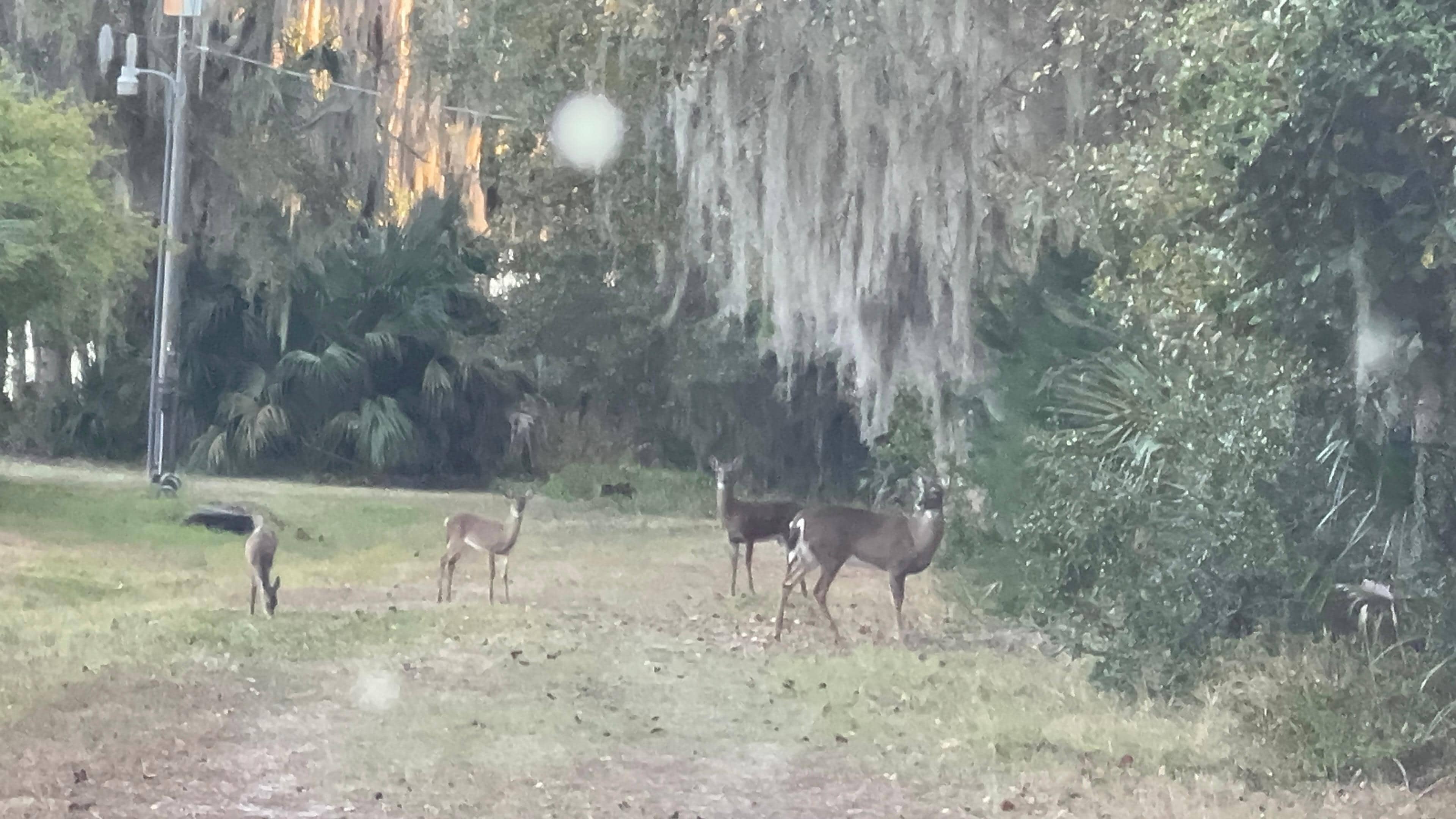 The front yard… the came both nights at dusk