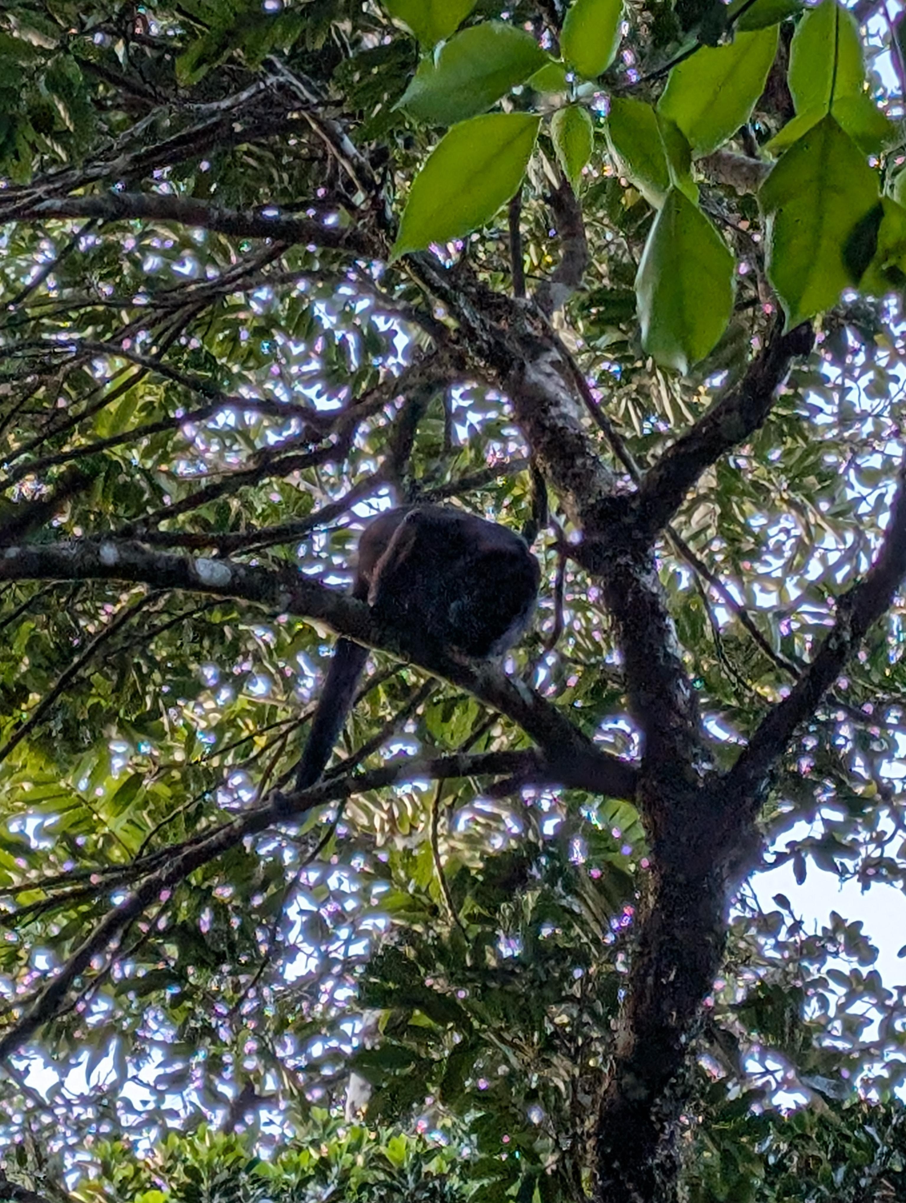 Singe dans le sous-bois