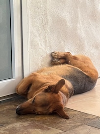 Our beautiful holiday pooch Timmy
