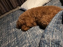 #spoiledgoldendoodle