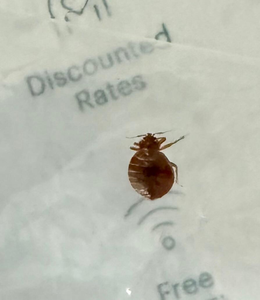 Bed bug found in room crawling on my bag. 