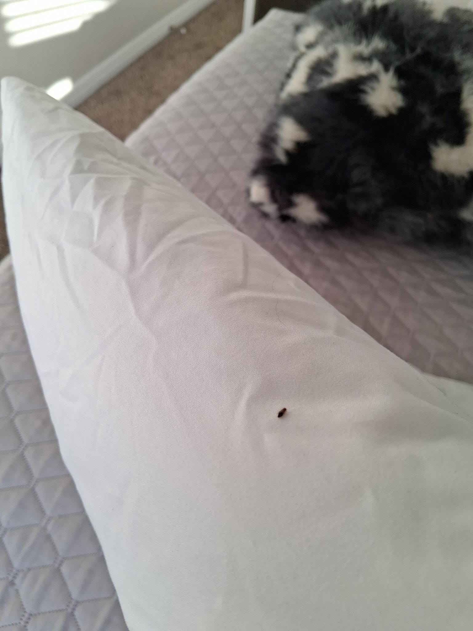 Bedbugs found