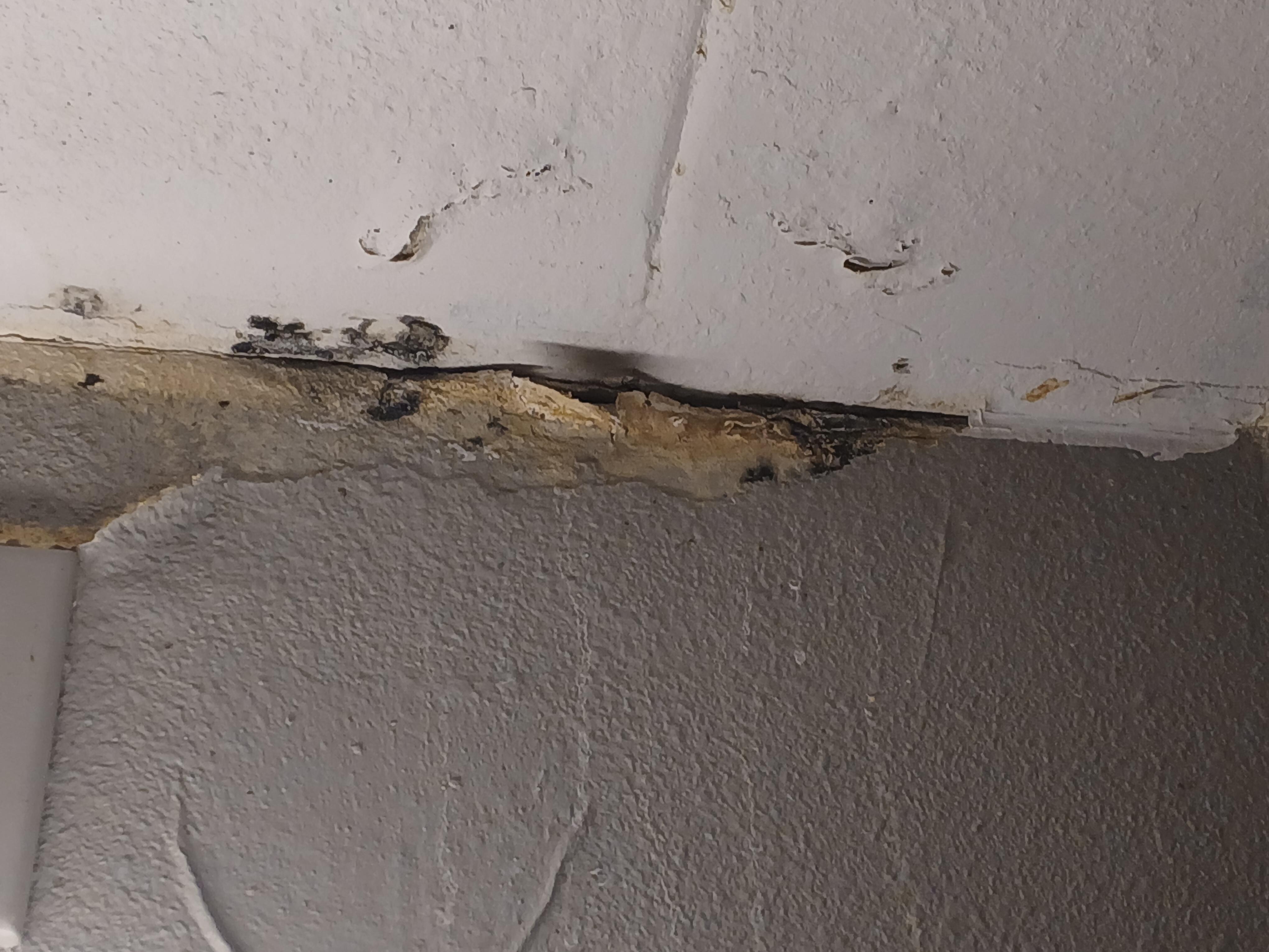 Black mold??