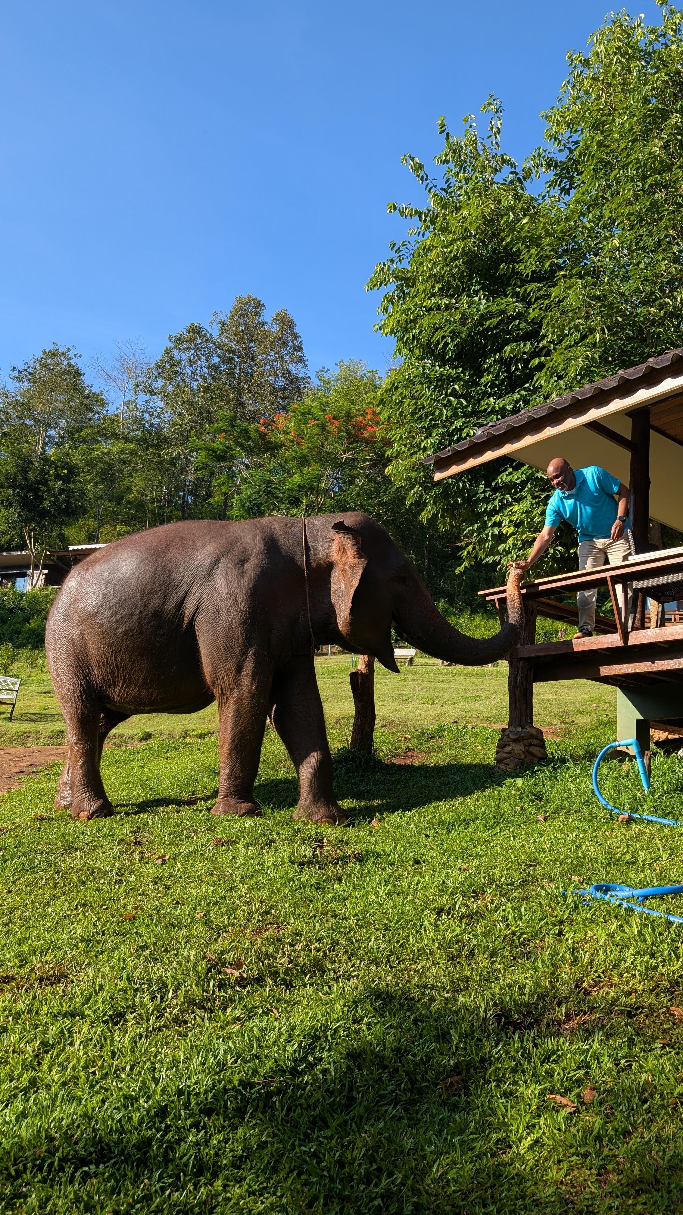Elephant Breakfast