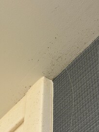 Mold in bathroom