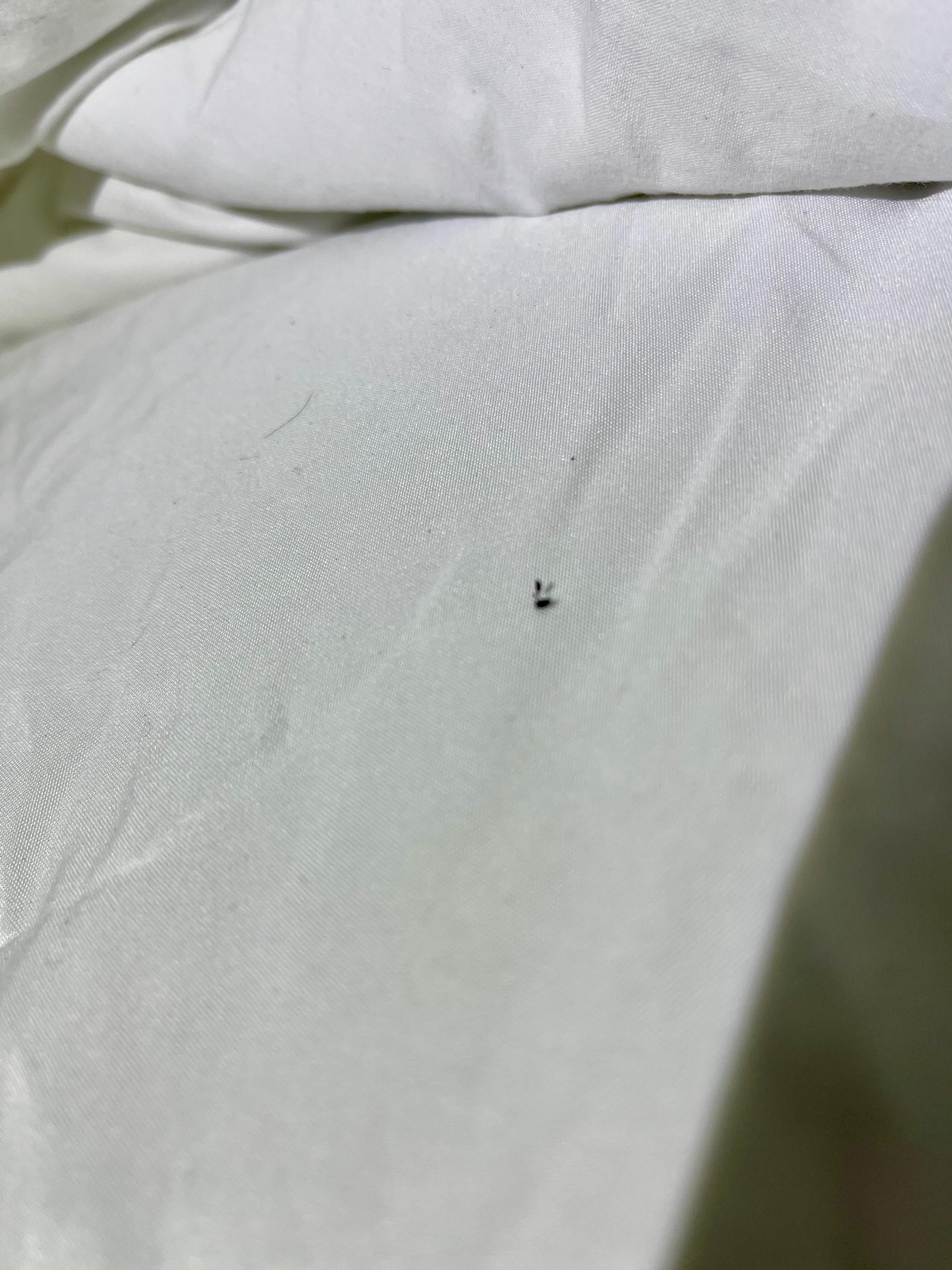 Hairs were on the bed