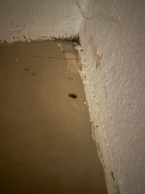 Dead cockroach