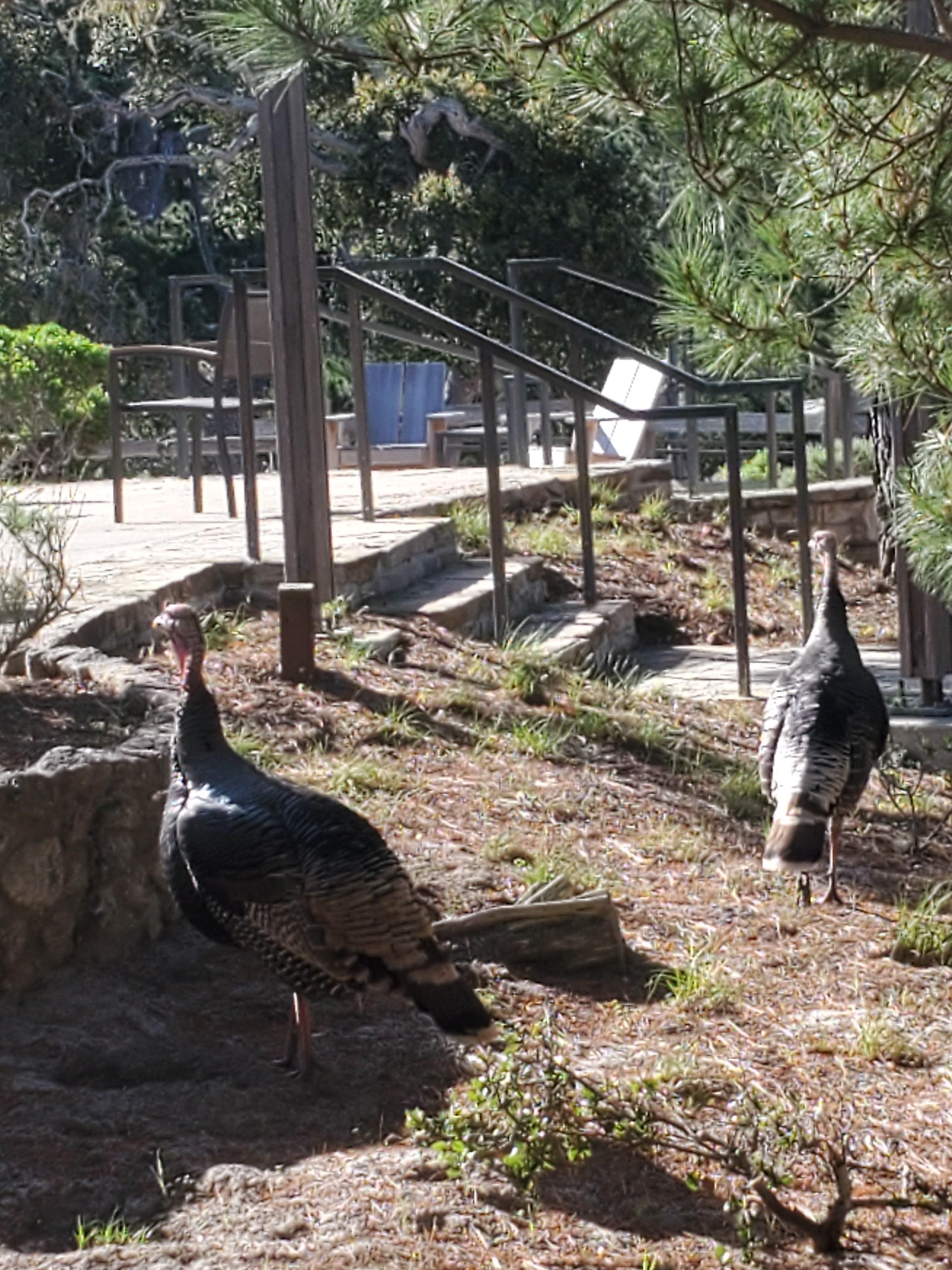 Wild turkeys gobble gobbling around the grounds