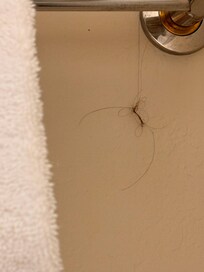 Hair hanging from the towel rack.