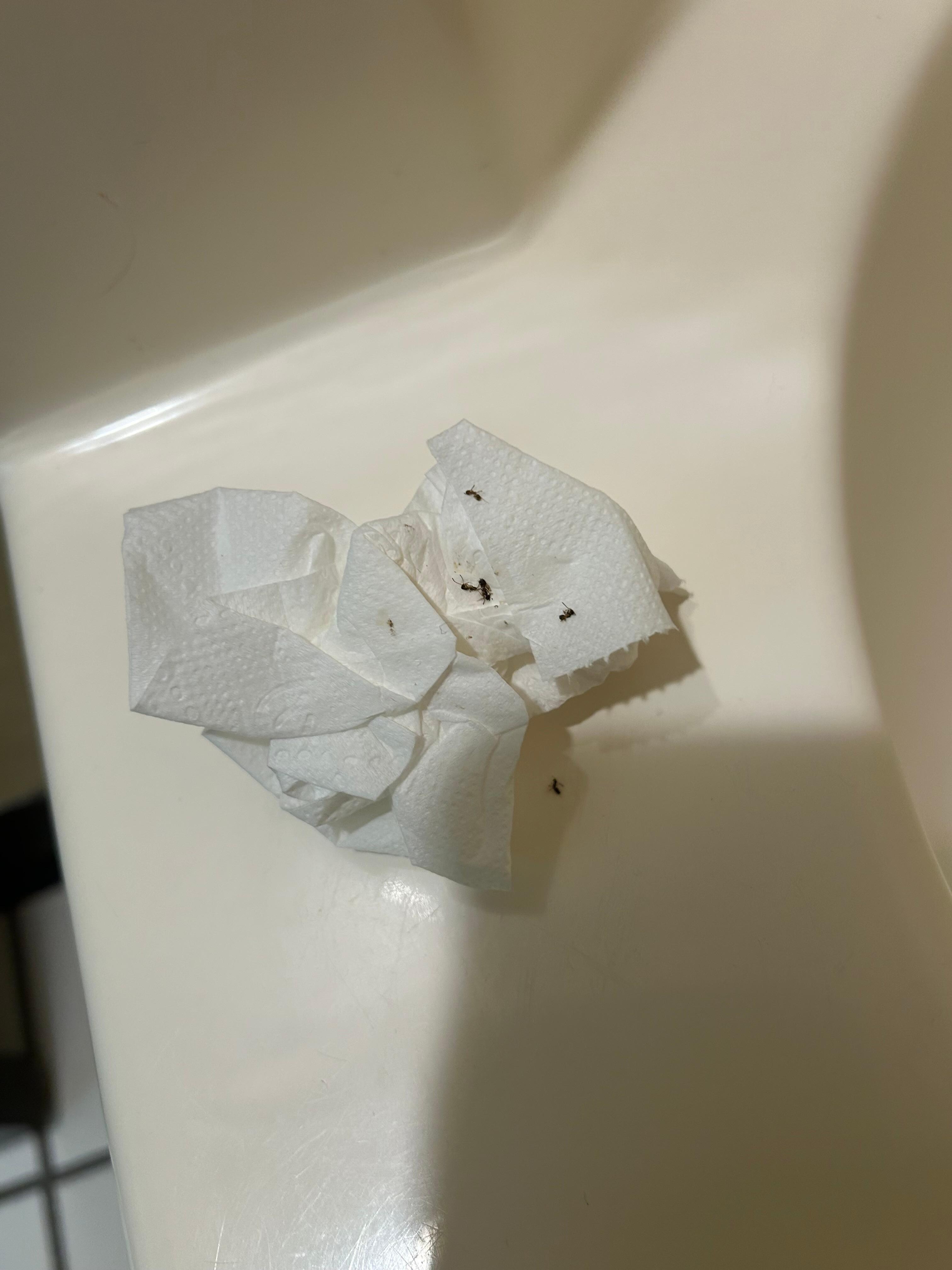 Killed bugs in the bathtub